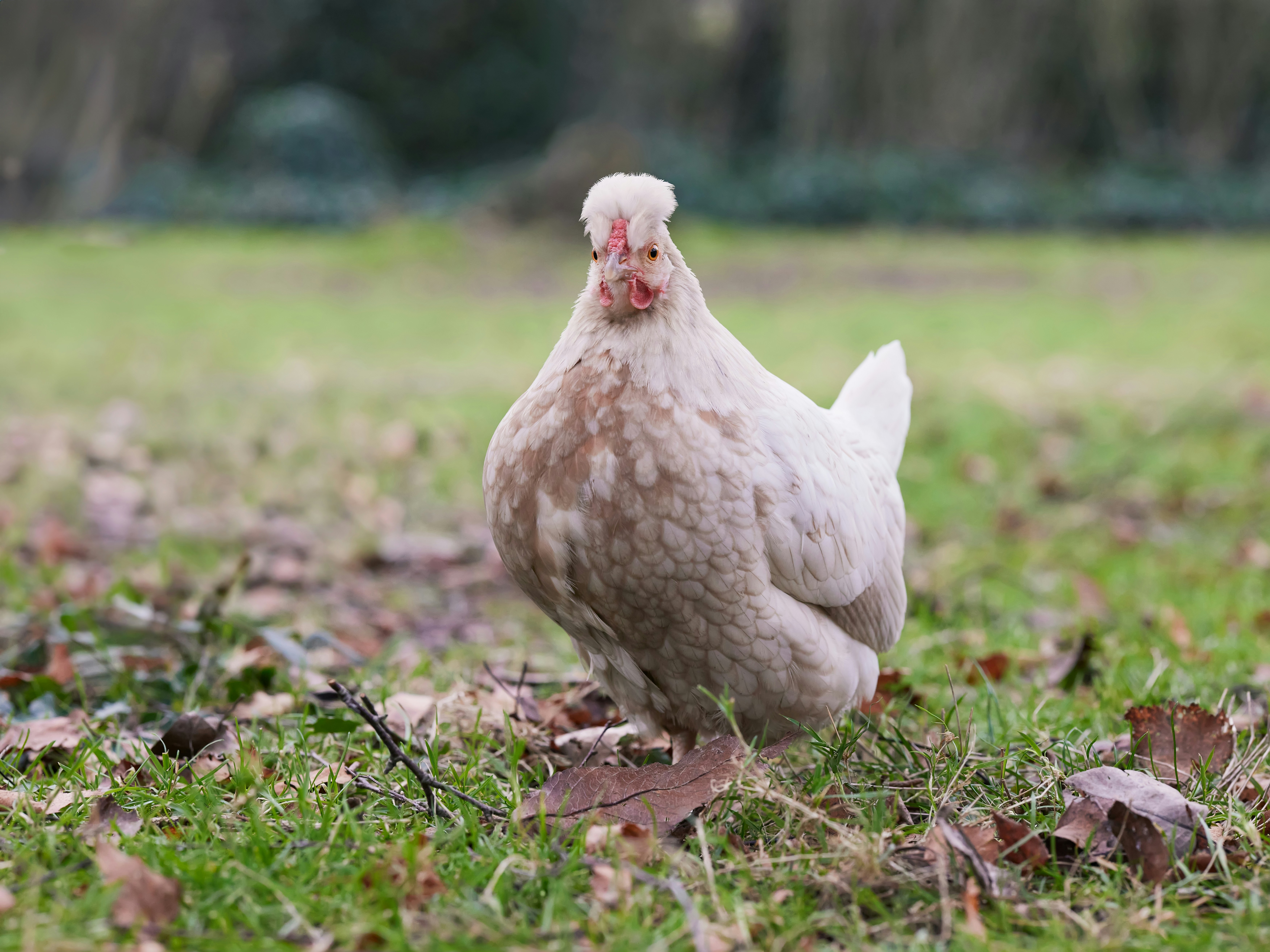 Composed in the Grass: A White Hen Stands Fortified in a Gentle Field