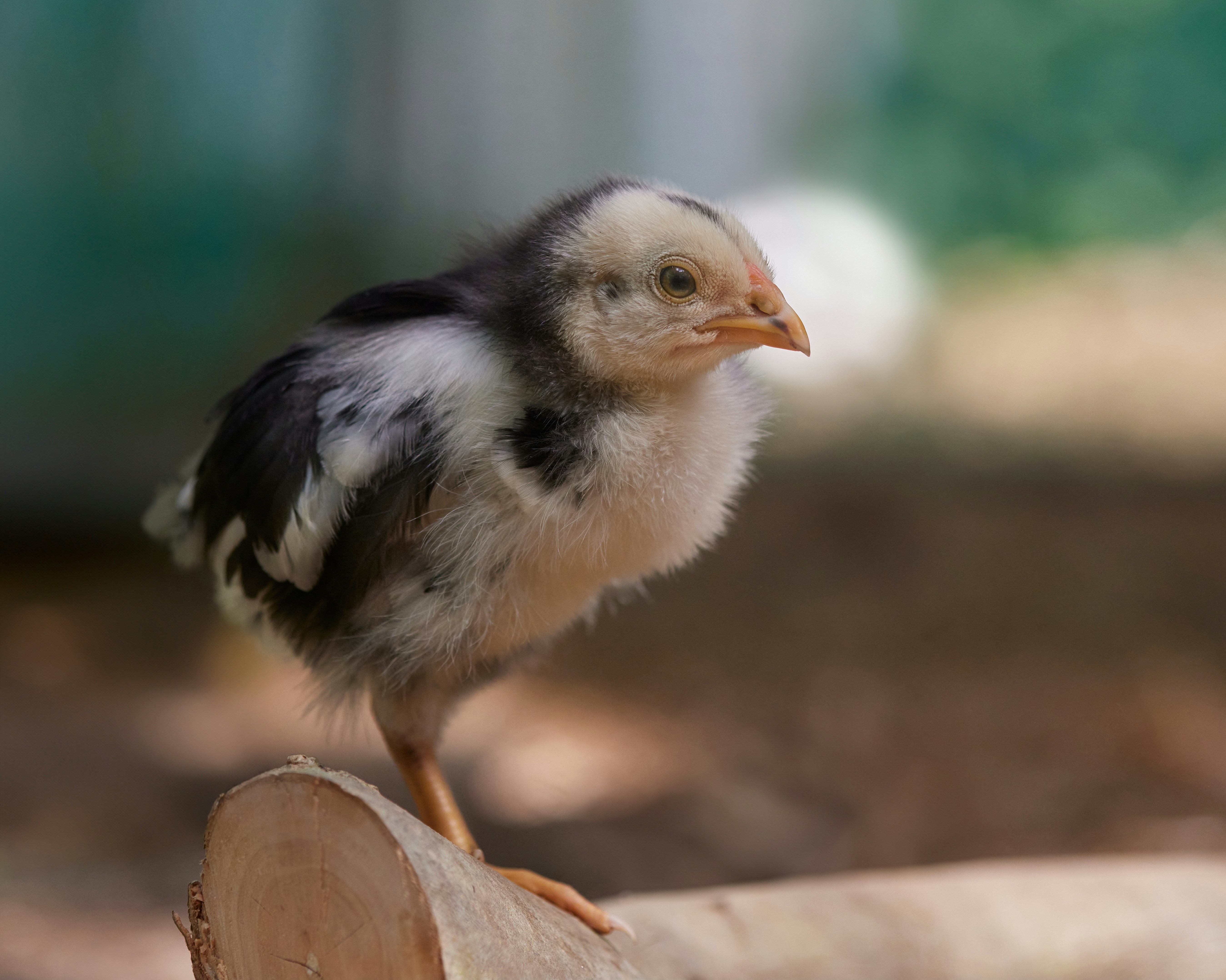 First Steps in the Sunlit Yard