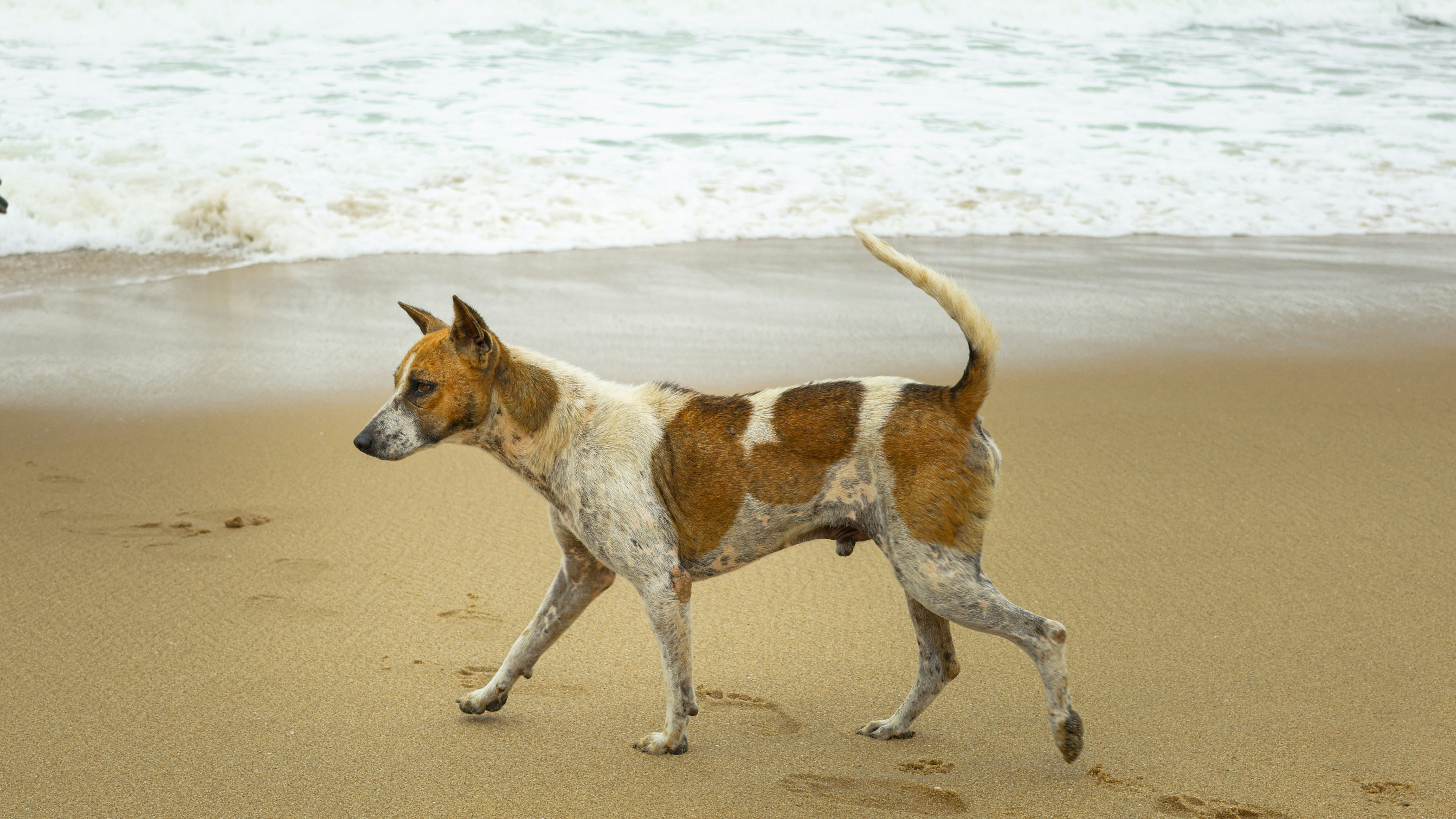 Lithe Beach Wanderer: A Patrol Along the Tidal Line
