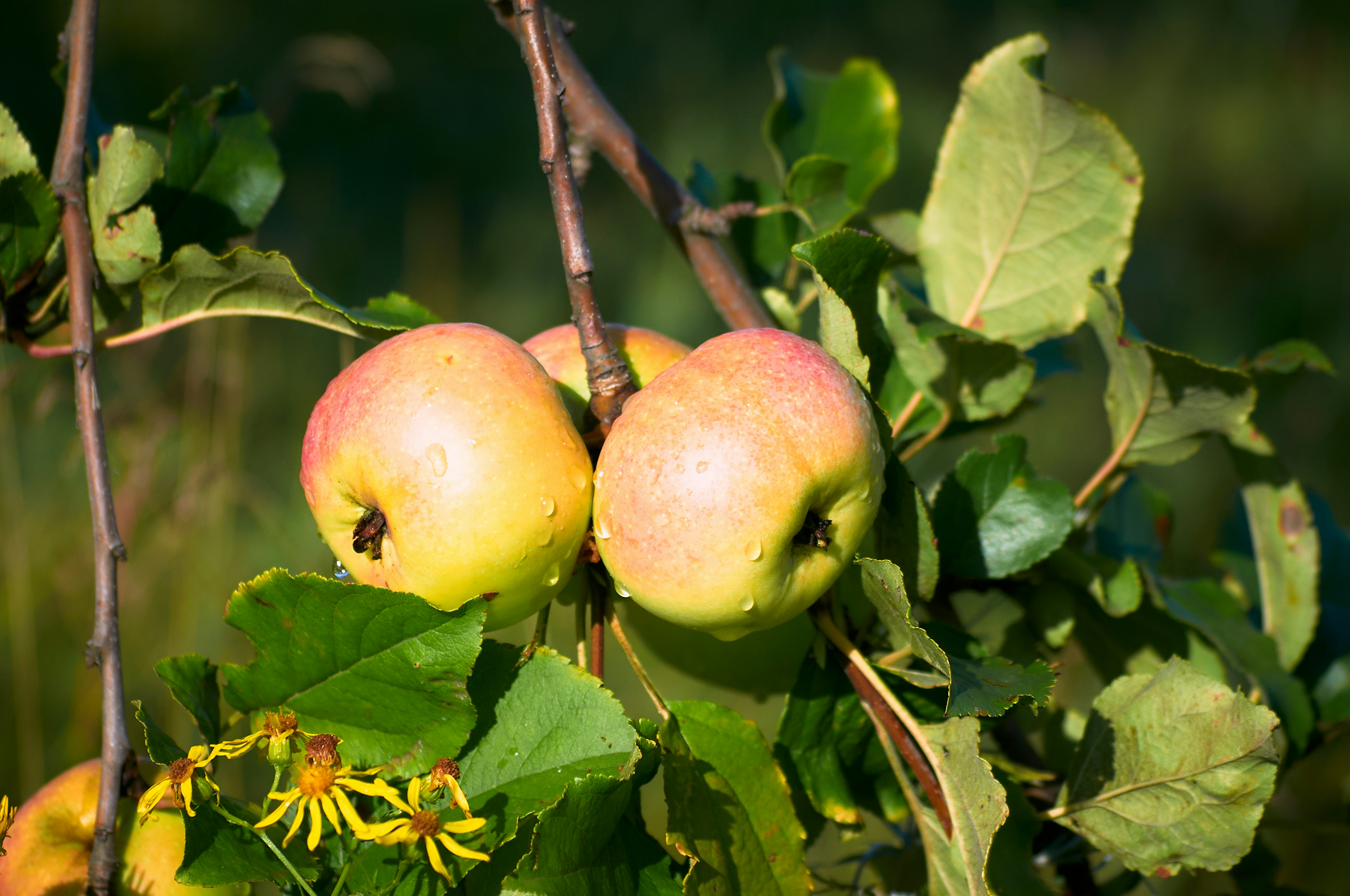 Sunlit Apples in an Orchard Canopy