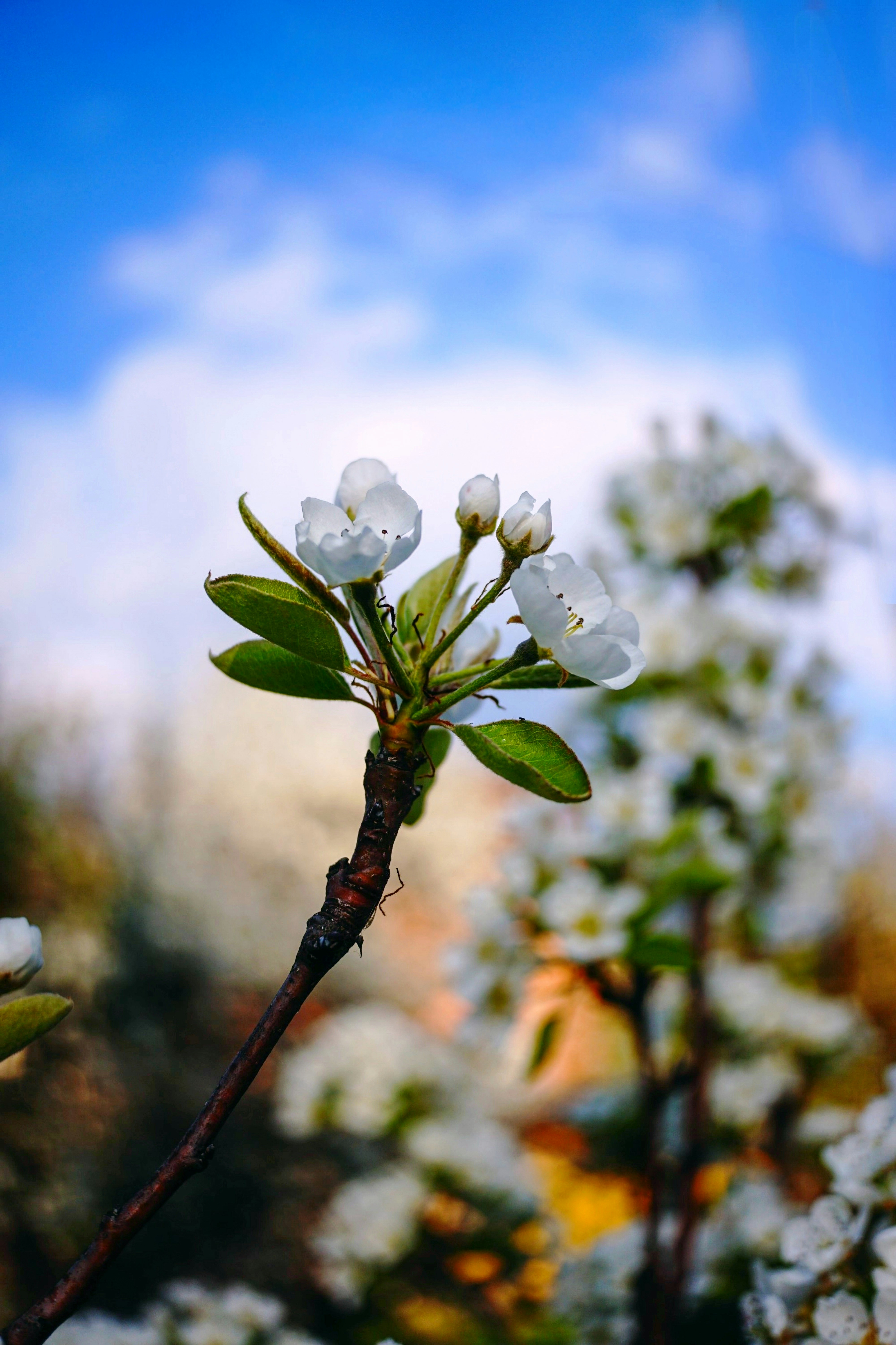 Blossom Crown: A Close-Up of White Spring Flowers