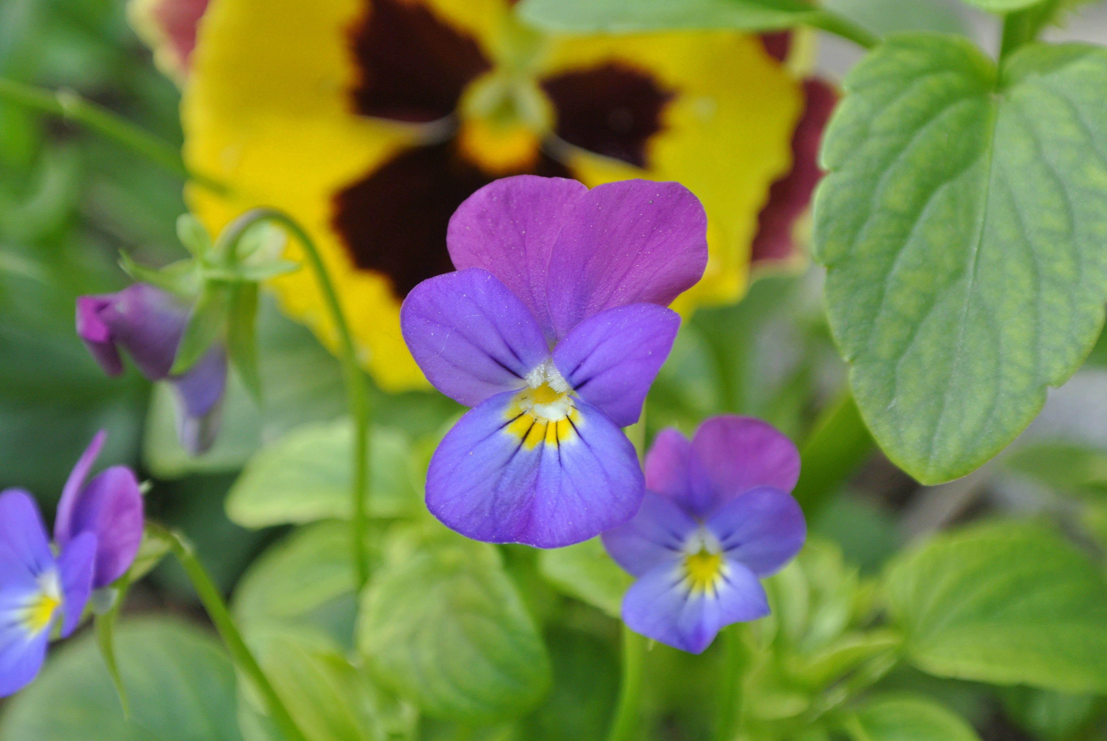 Wild pansy. Vibrant colors.