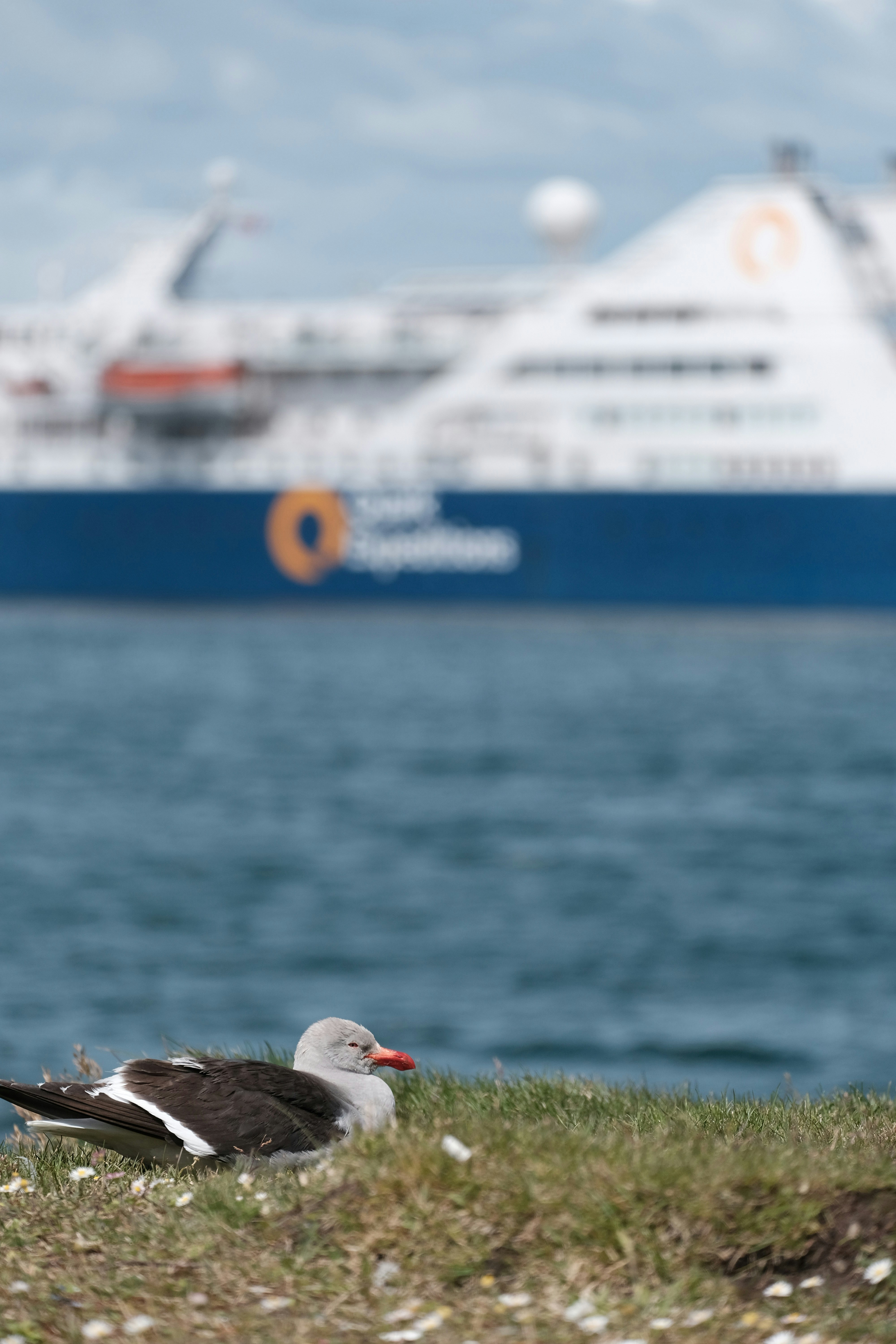 Seabird Rest at the Shorefront with a Cargo Vessel Looming in the Distance