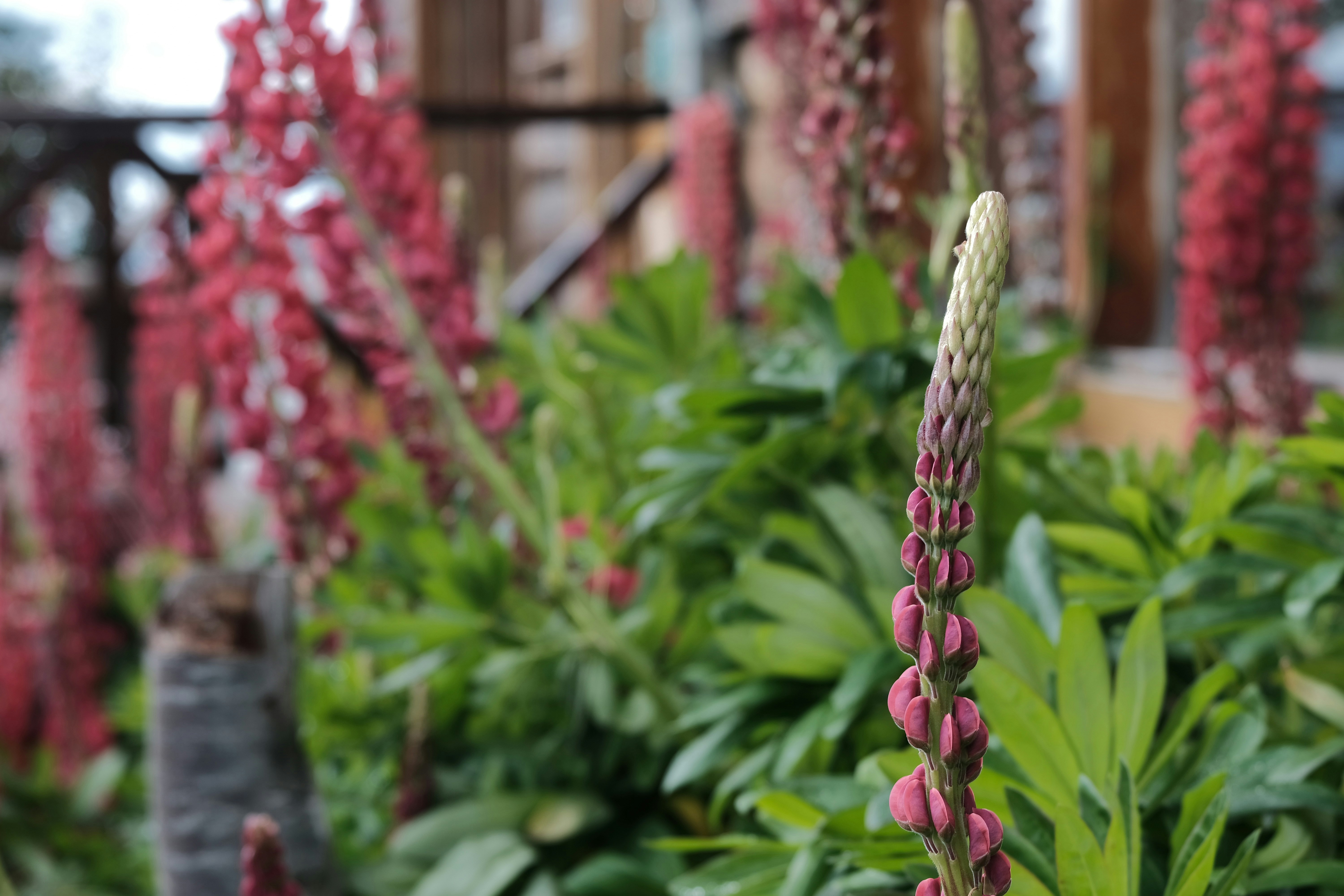 Emerald Garden Spike: A Close-Up of Crimson Blooms in Soft Focus