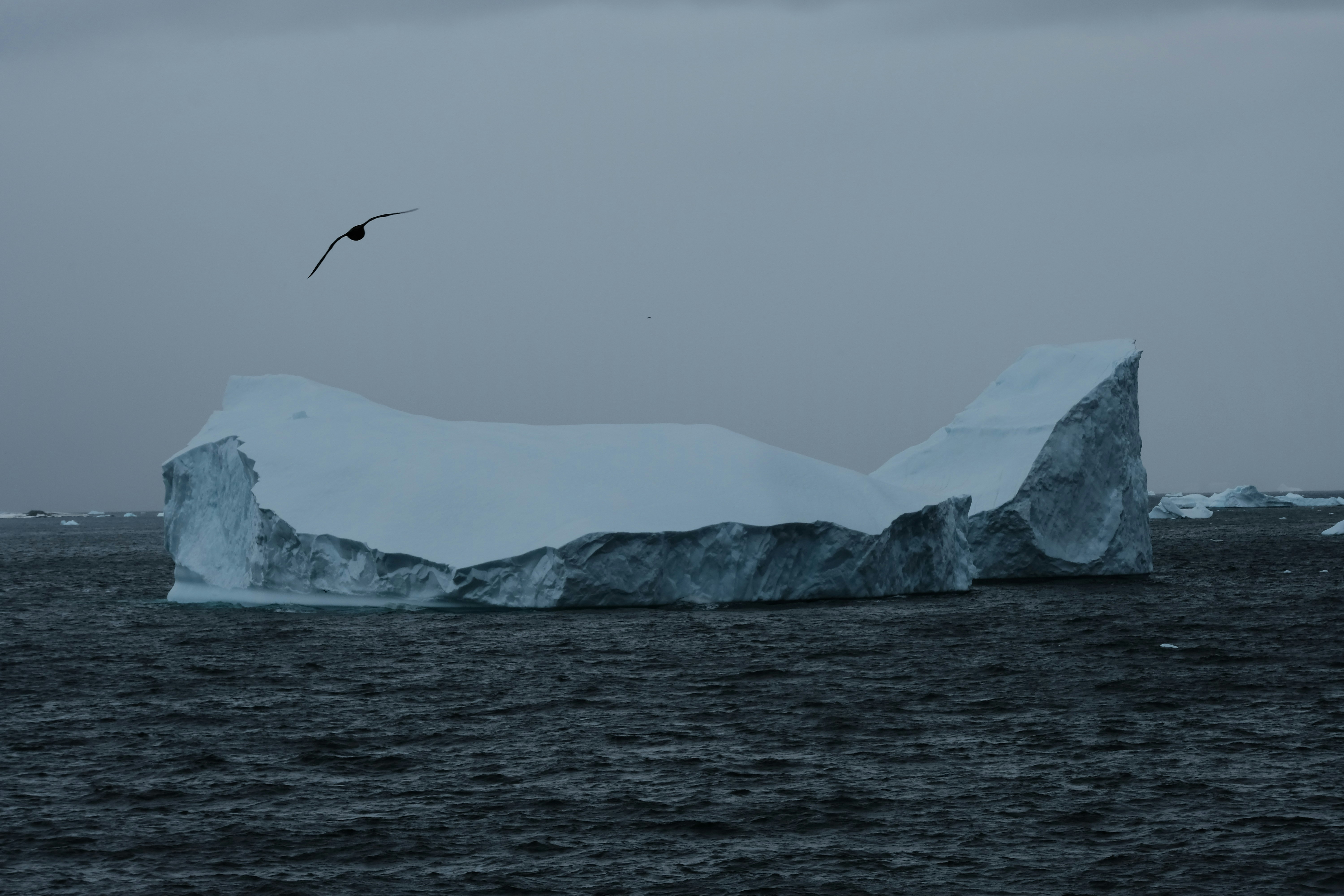 Icebound Sentinel: A Lone Gull Over a Jagged Glacier islet