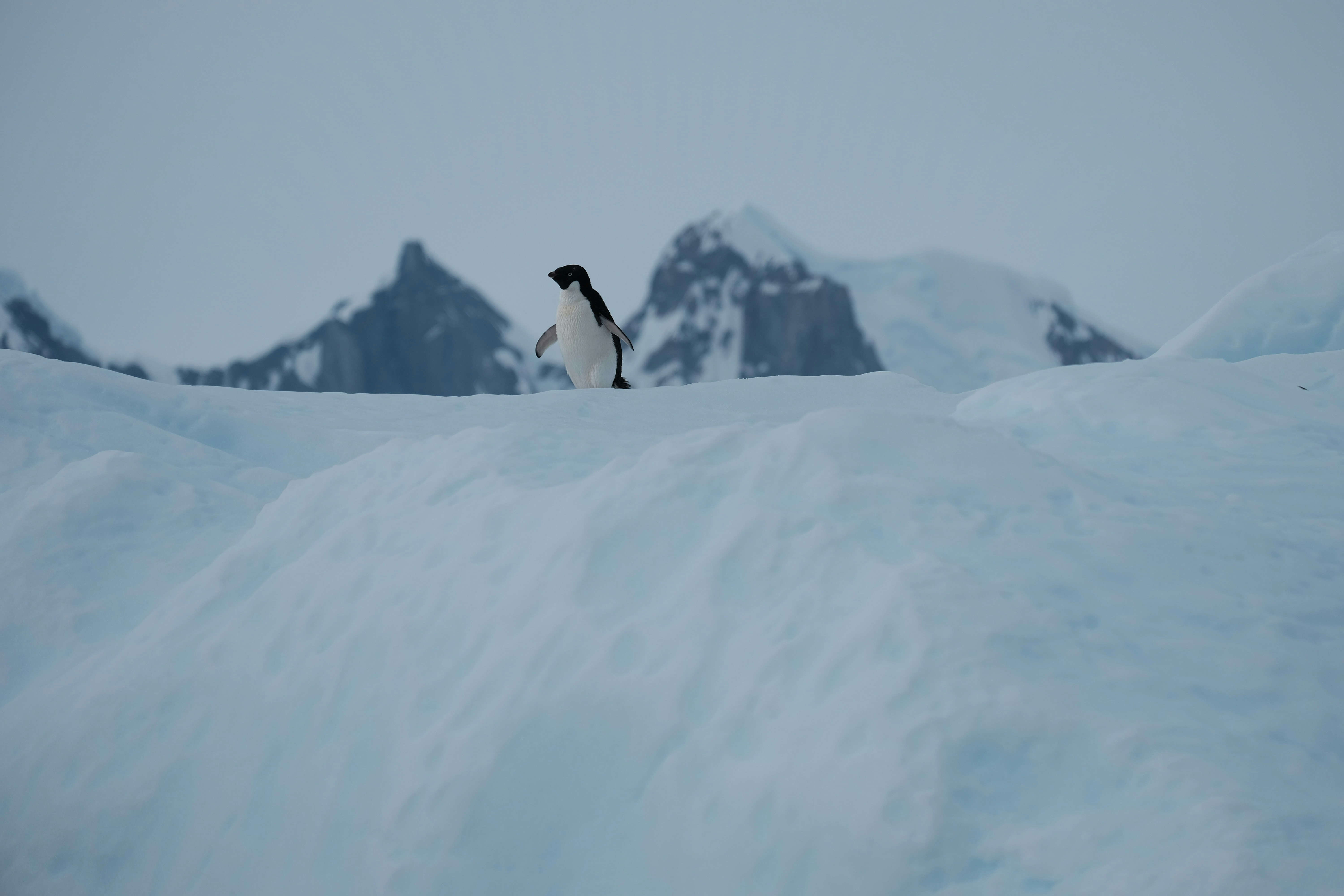 Penguin Sentinel Above the Ice Ridge