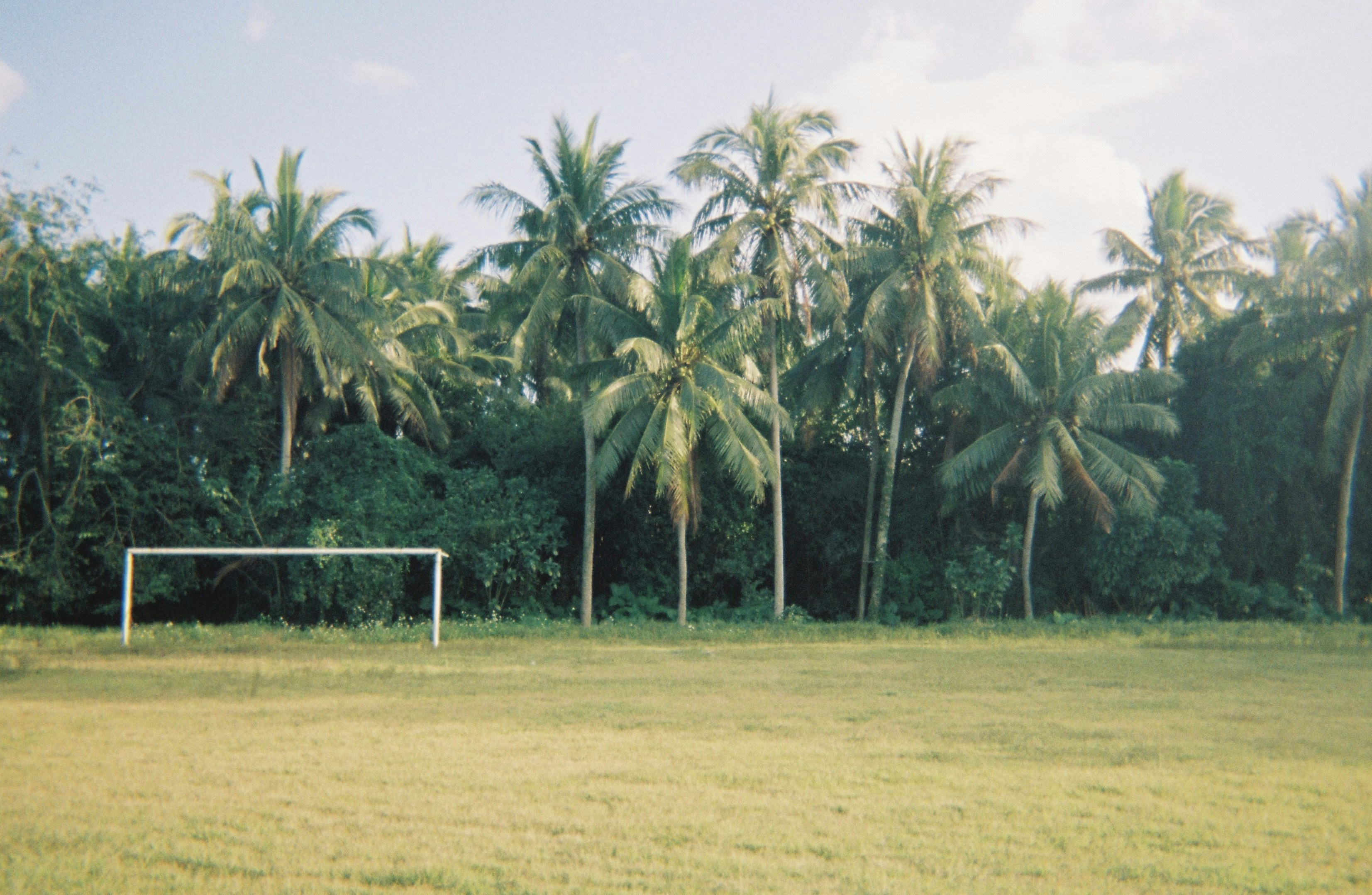 Palm-lined Field Goal: A Quiet Moment Under the Canopy