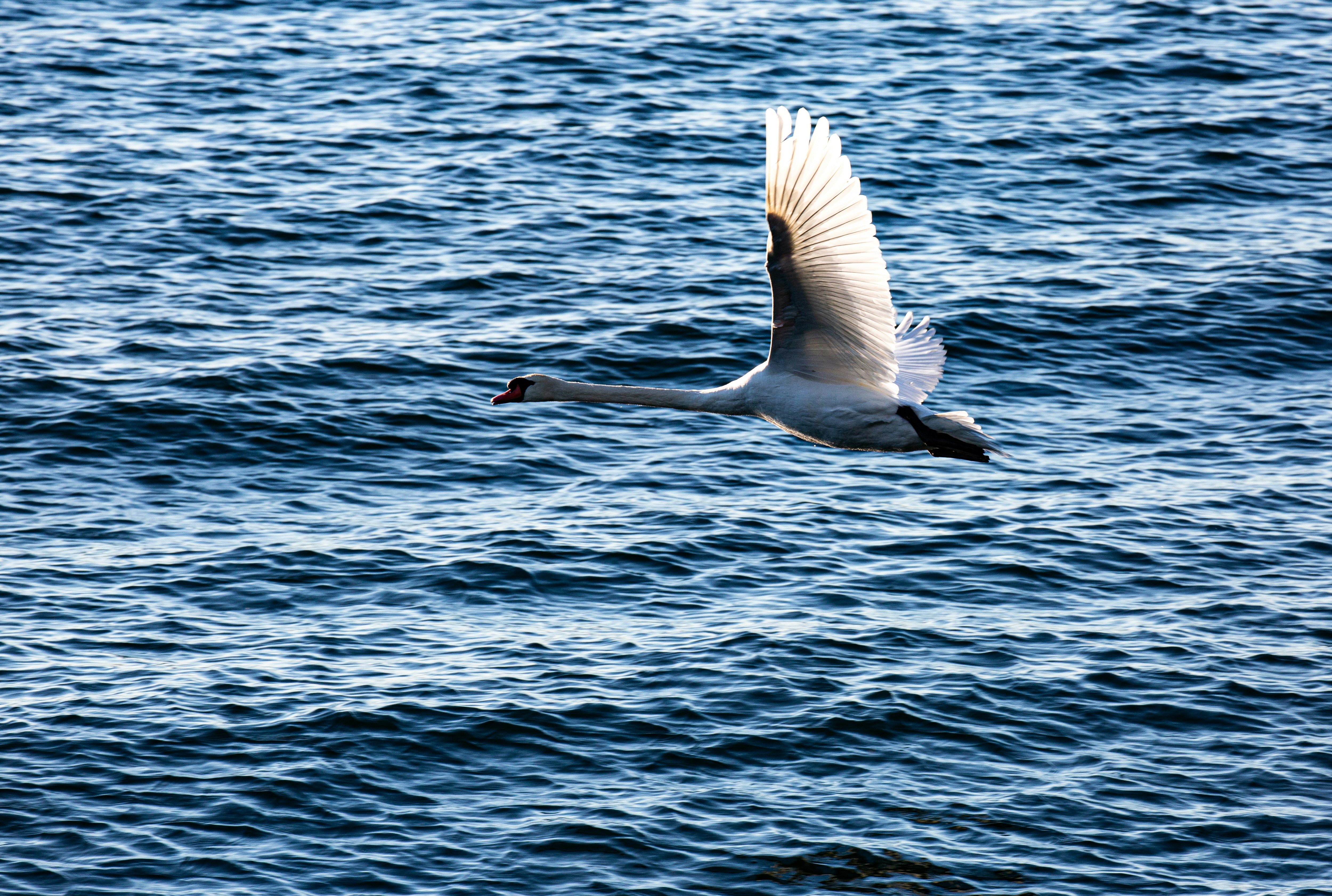 White Swan in Flight Above Blue-Checked Waves