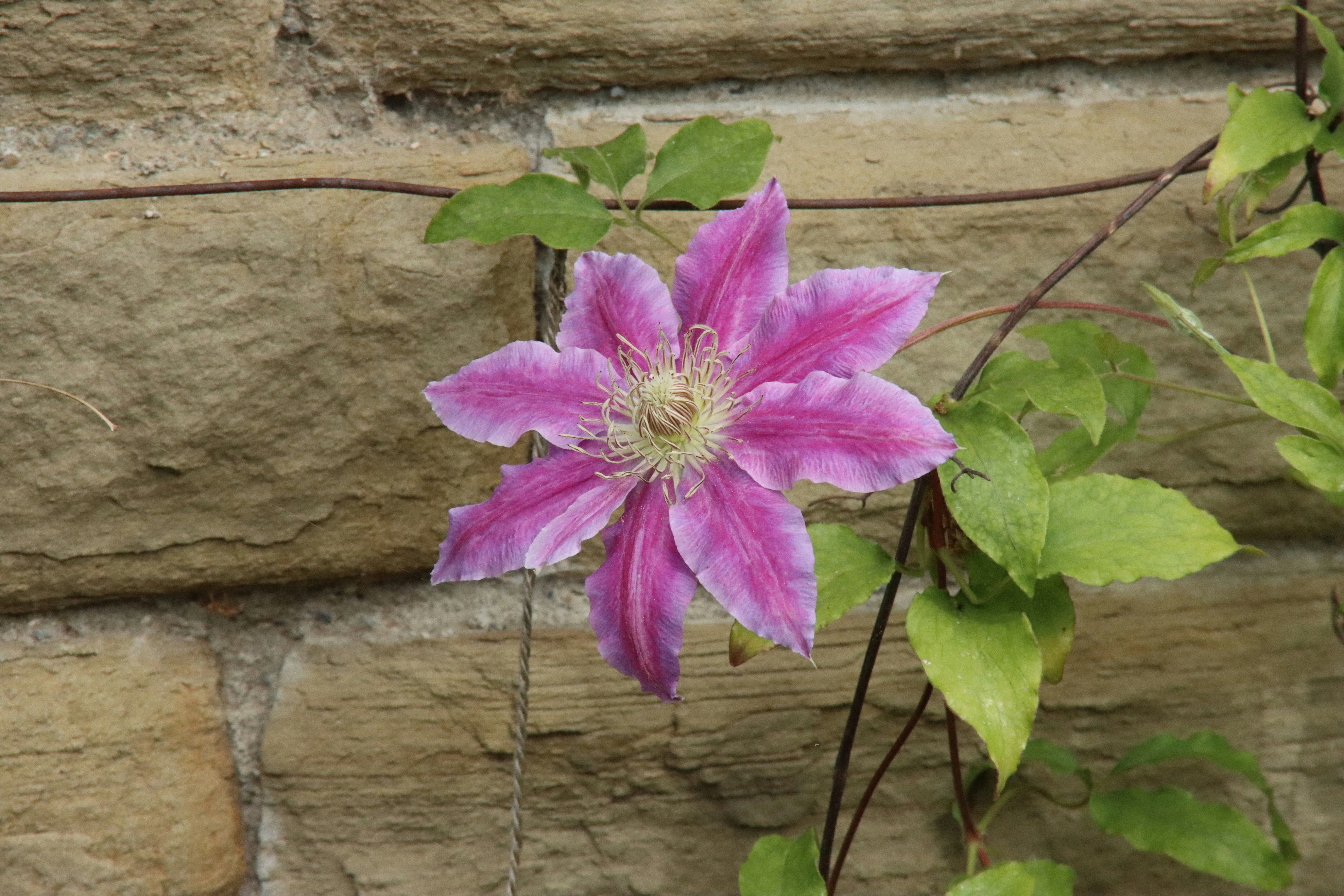 Pink Clematis in Front of a Stone Wall
