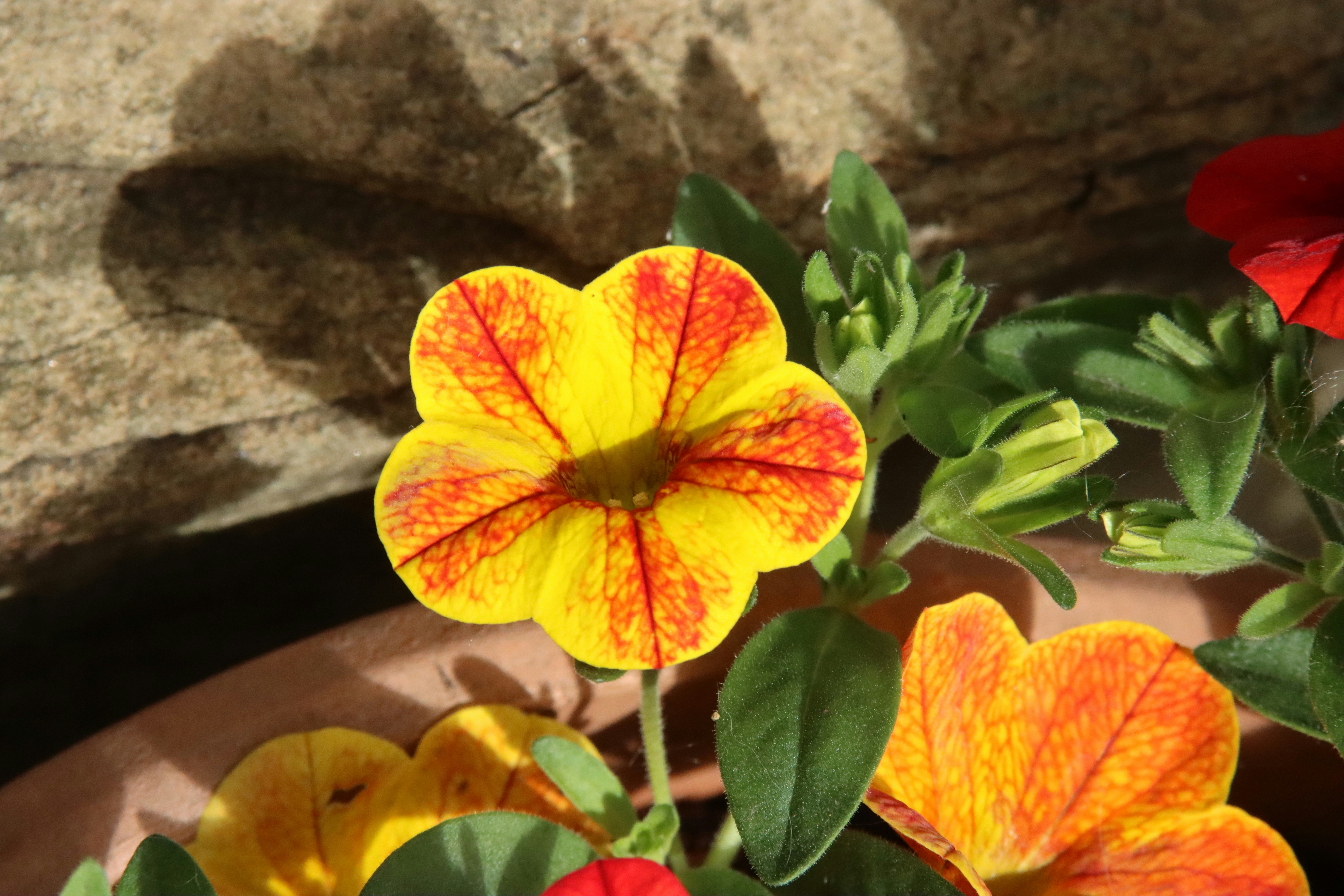 Sunlit Petals: A Vivid Morning in a Terracotta Bed