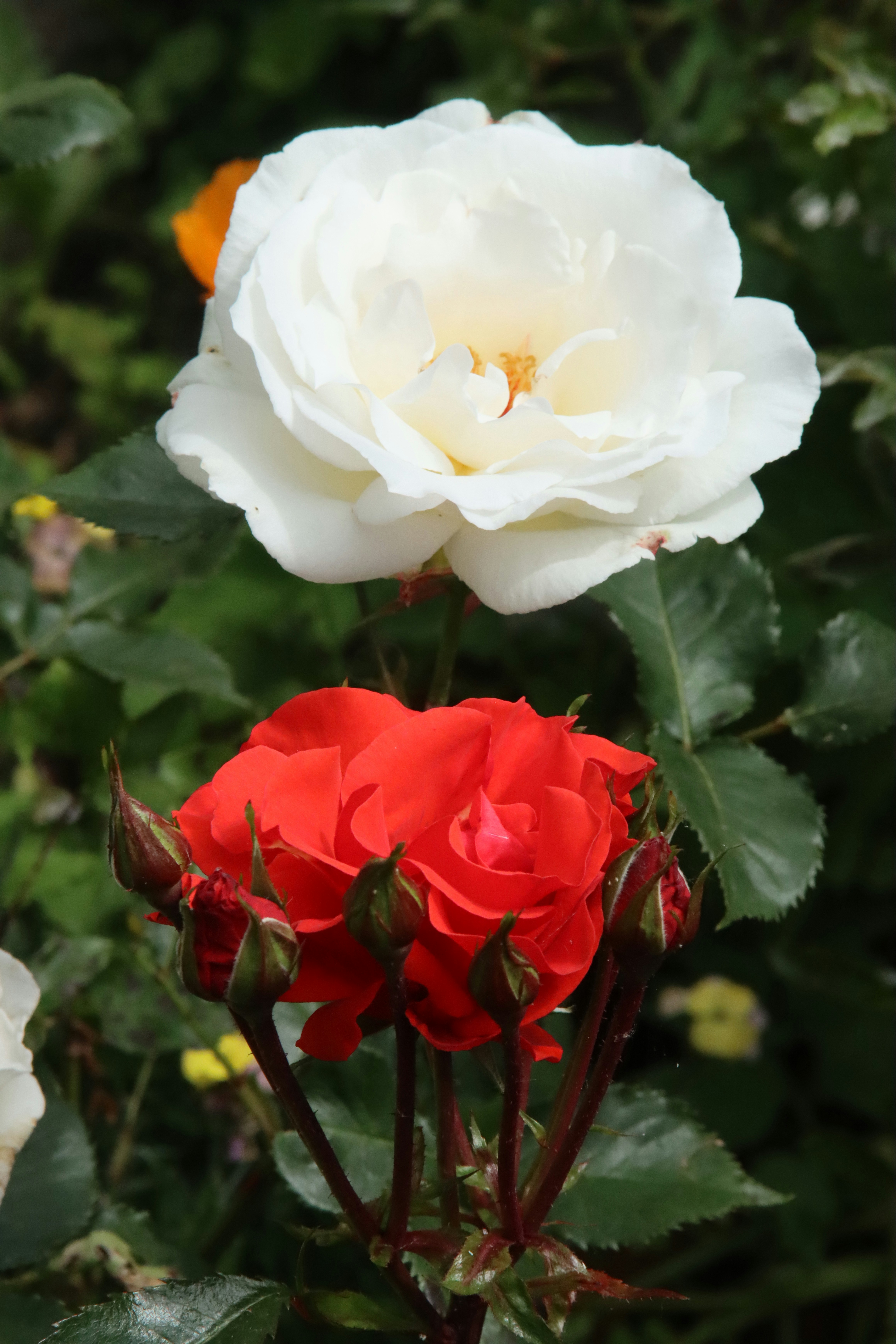 White Rose Above Red: A Quiet Petal Collision