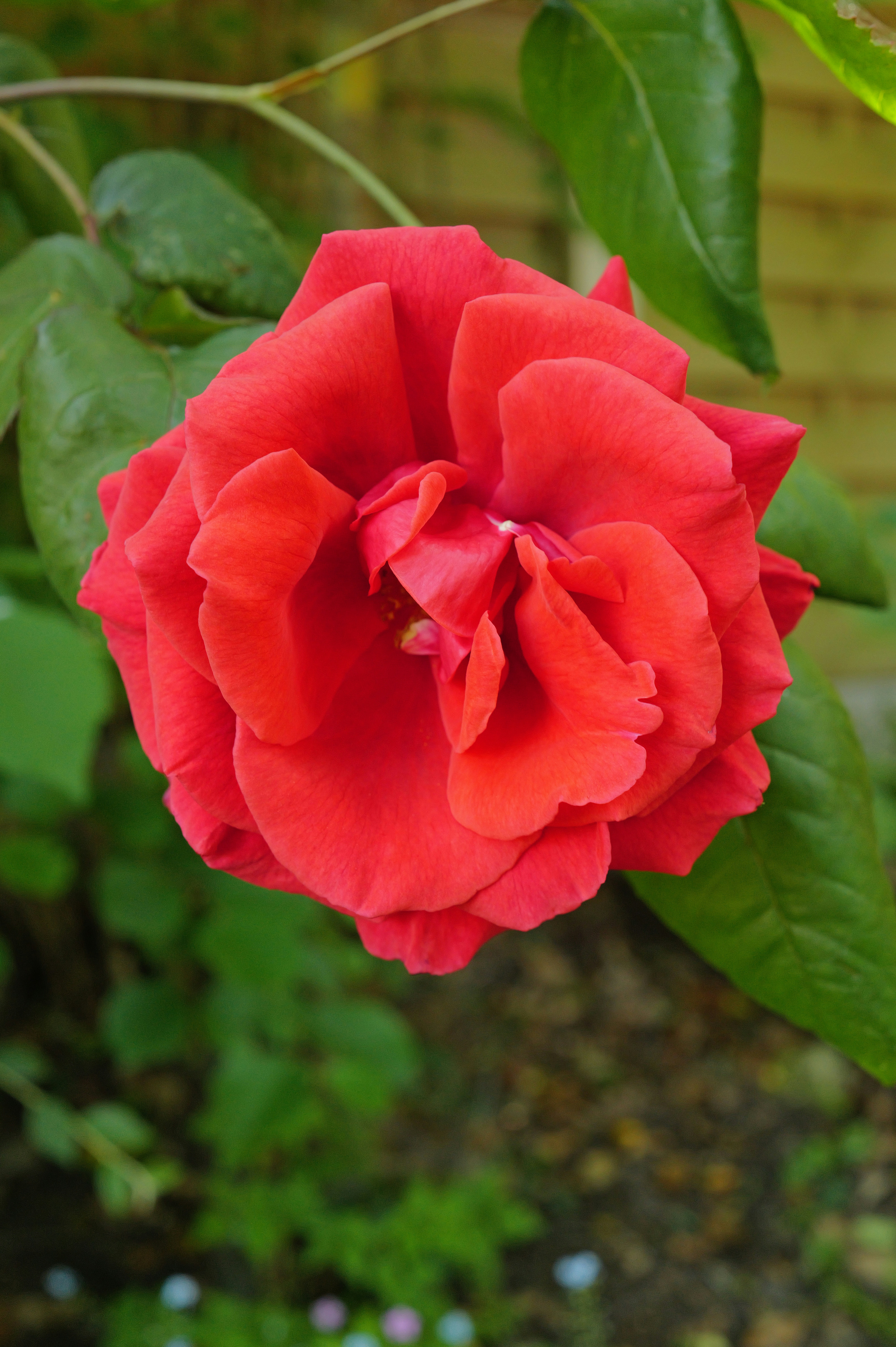 Crimson Bloom: A Close-Up of a Velvet Rose in Summer Light