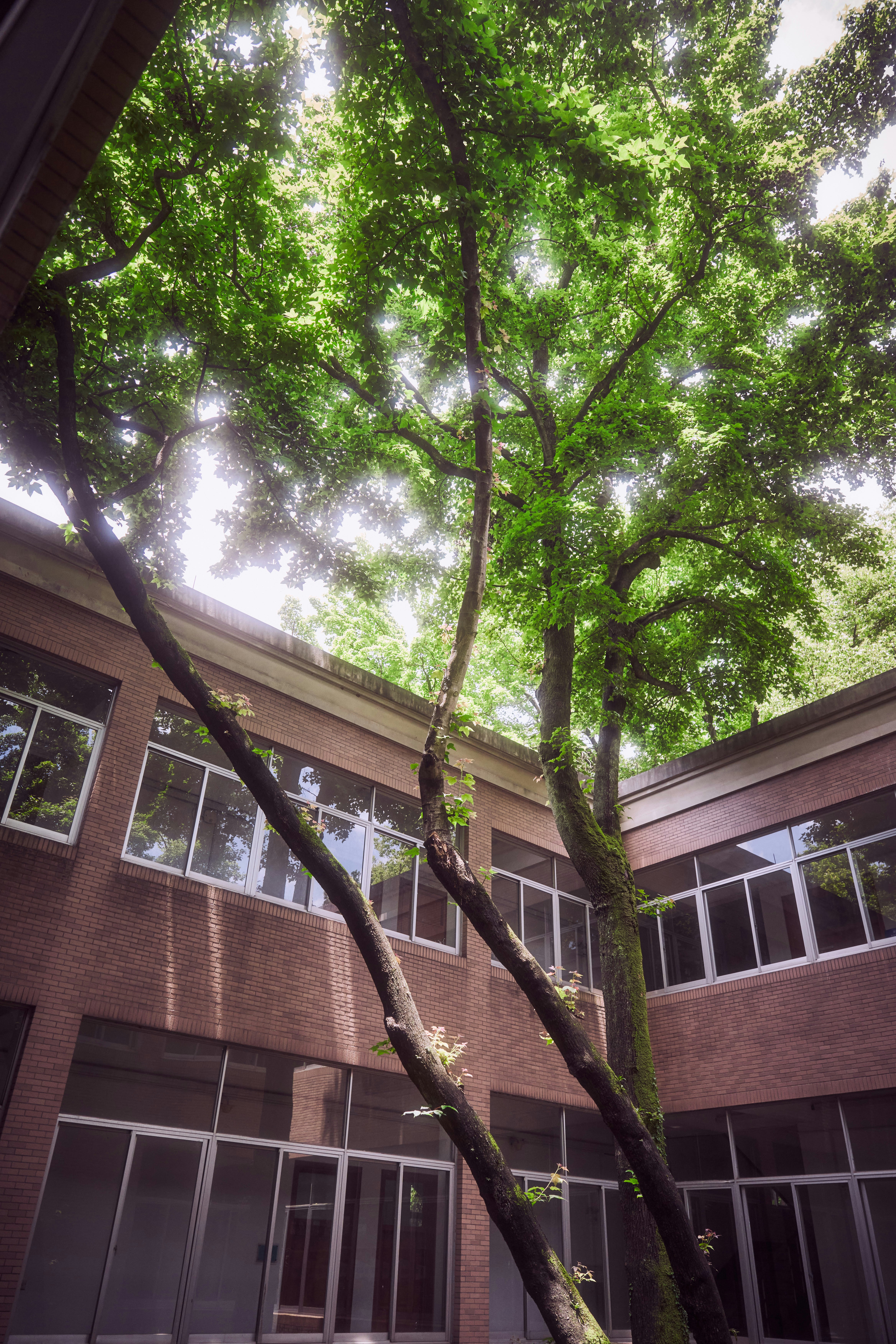 Sunlit canopy over a brick campus courtyard