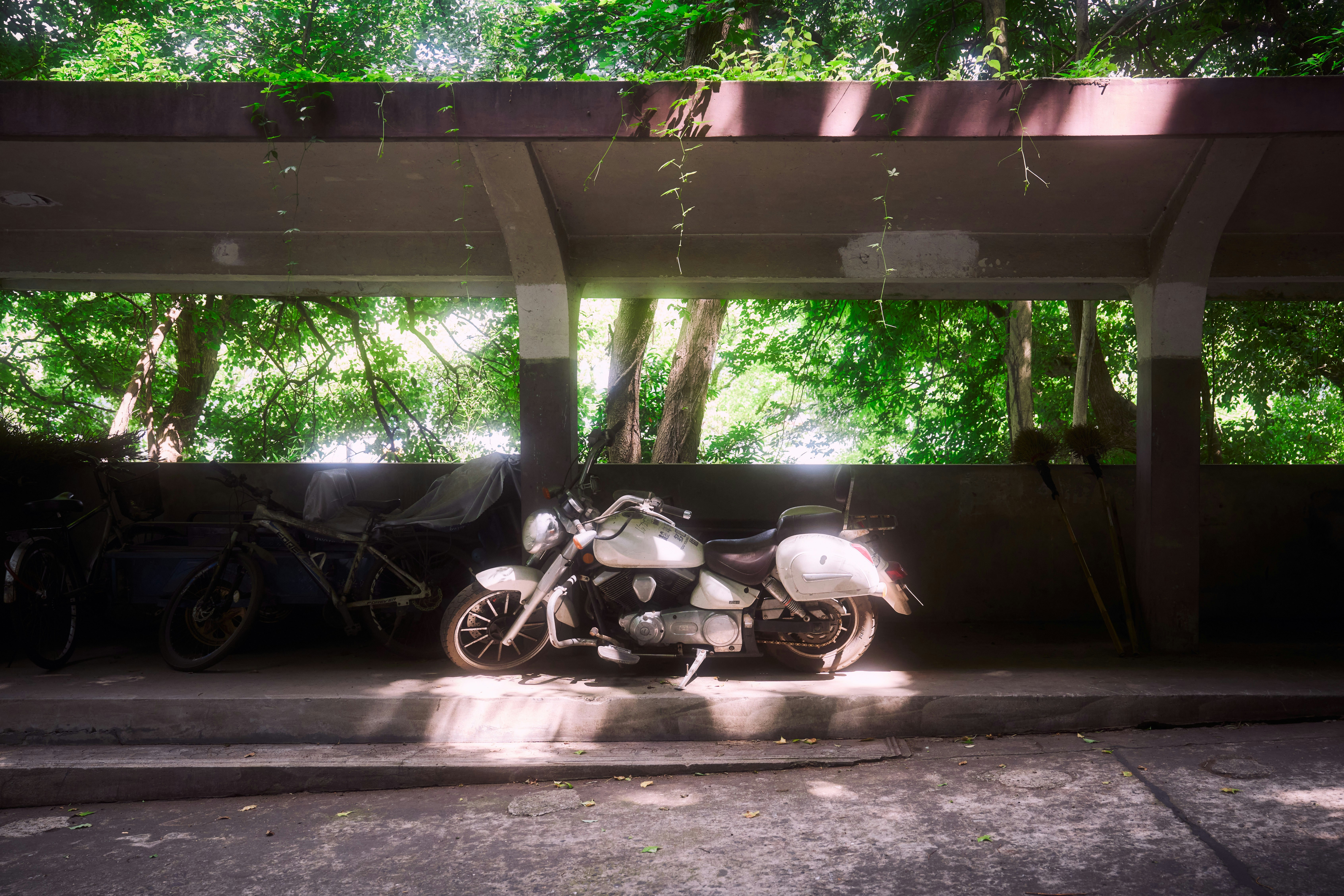Sunlit Cruiser in the Shade of a Verdant Overhang