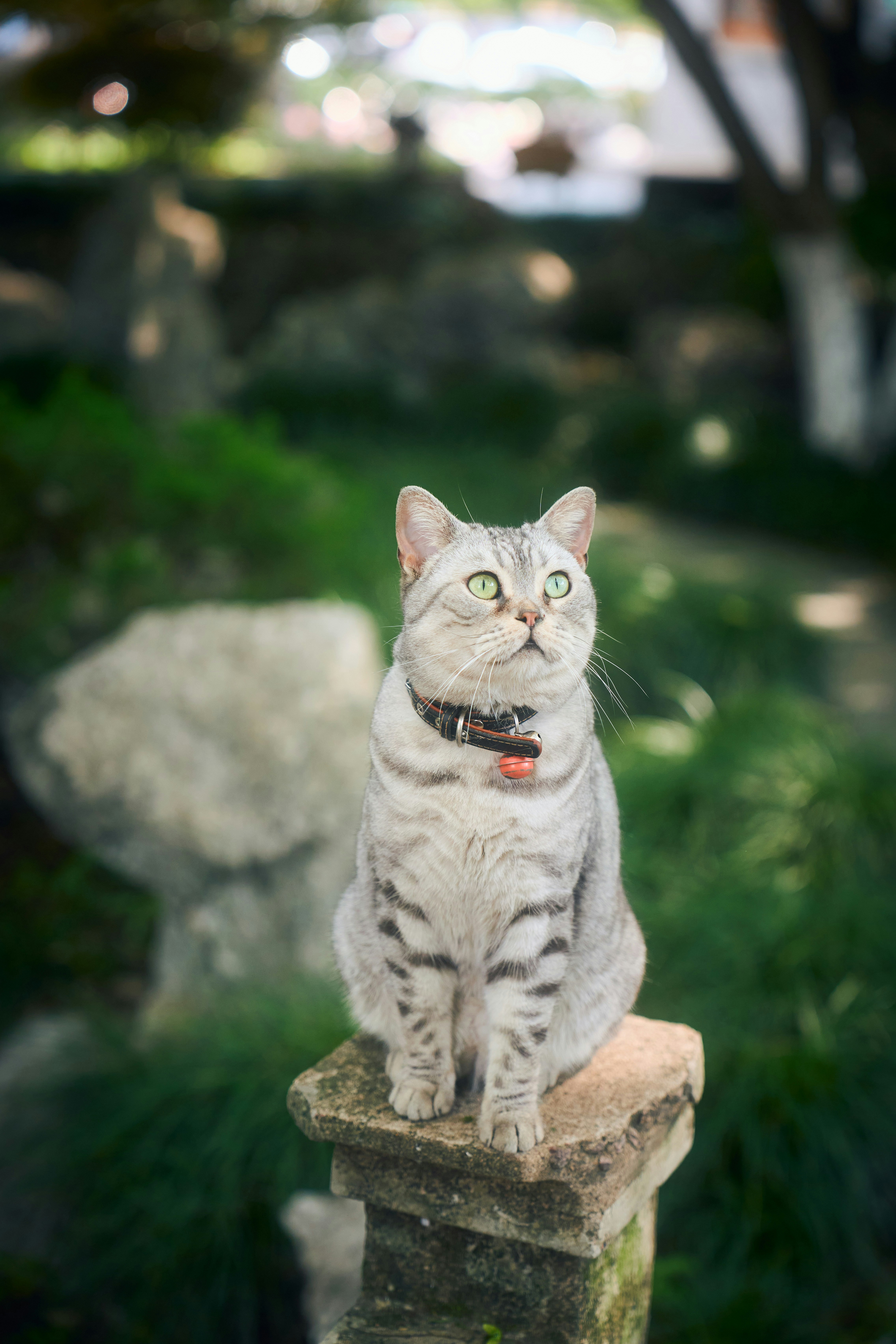 Emerald-eyed Sentinel: Cat on a Stone Pedestal