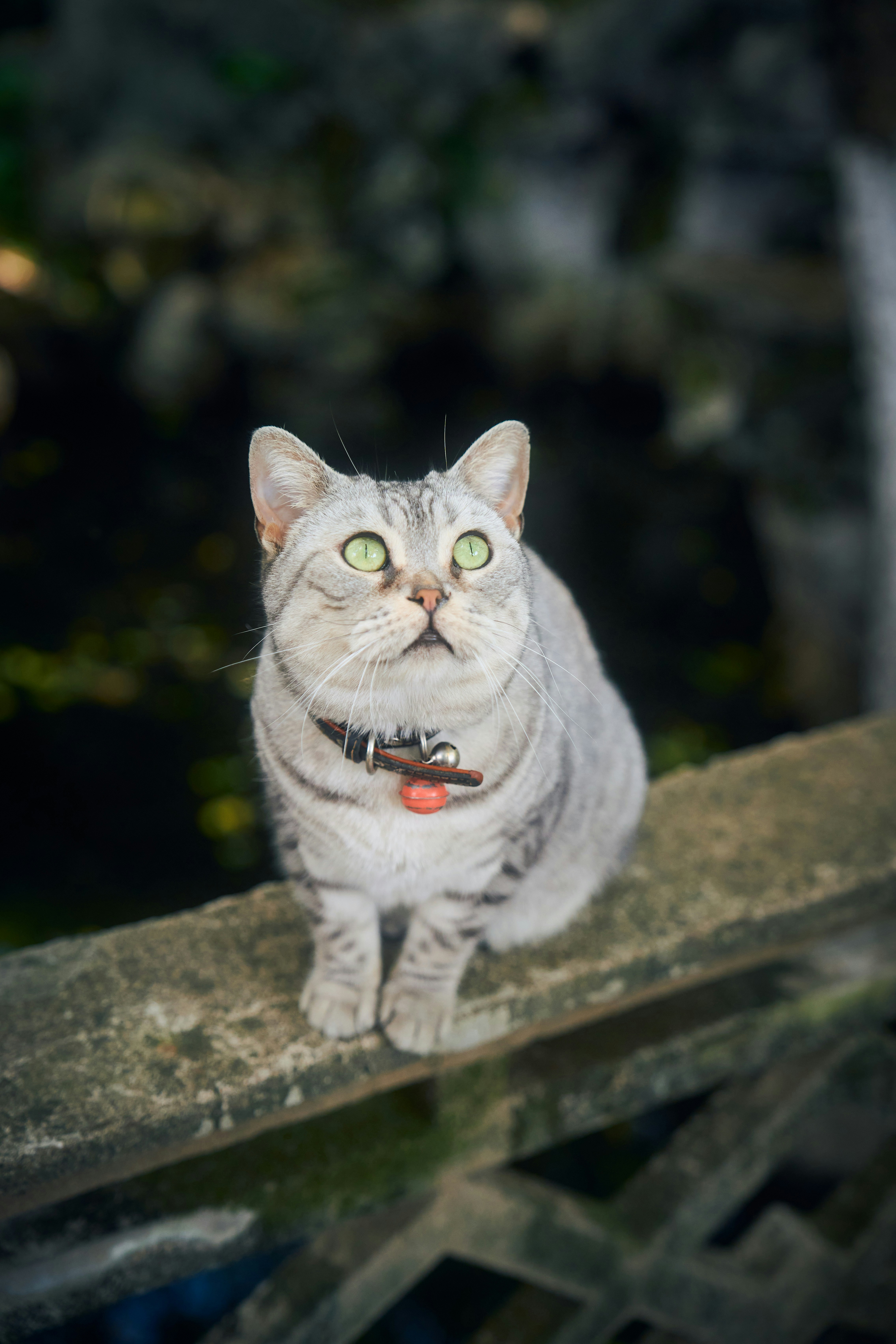 Curious Watchful Gaze of a Grey Tabby on Weathered Rails