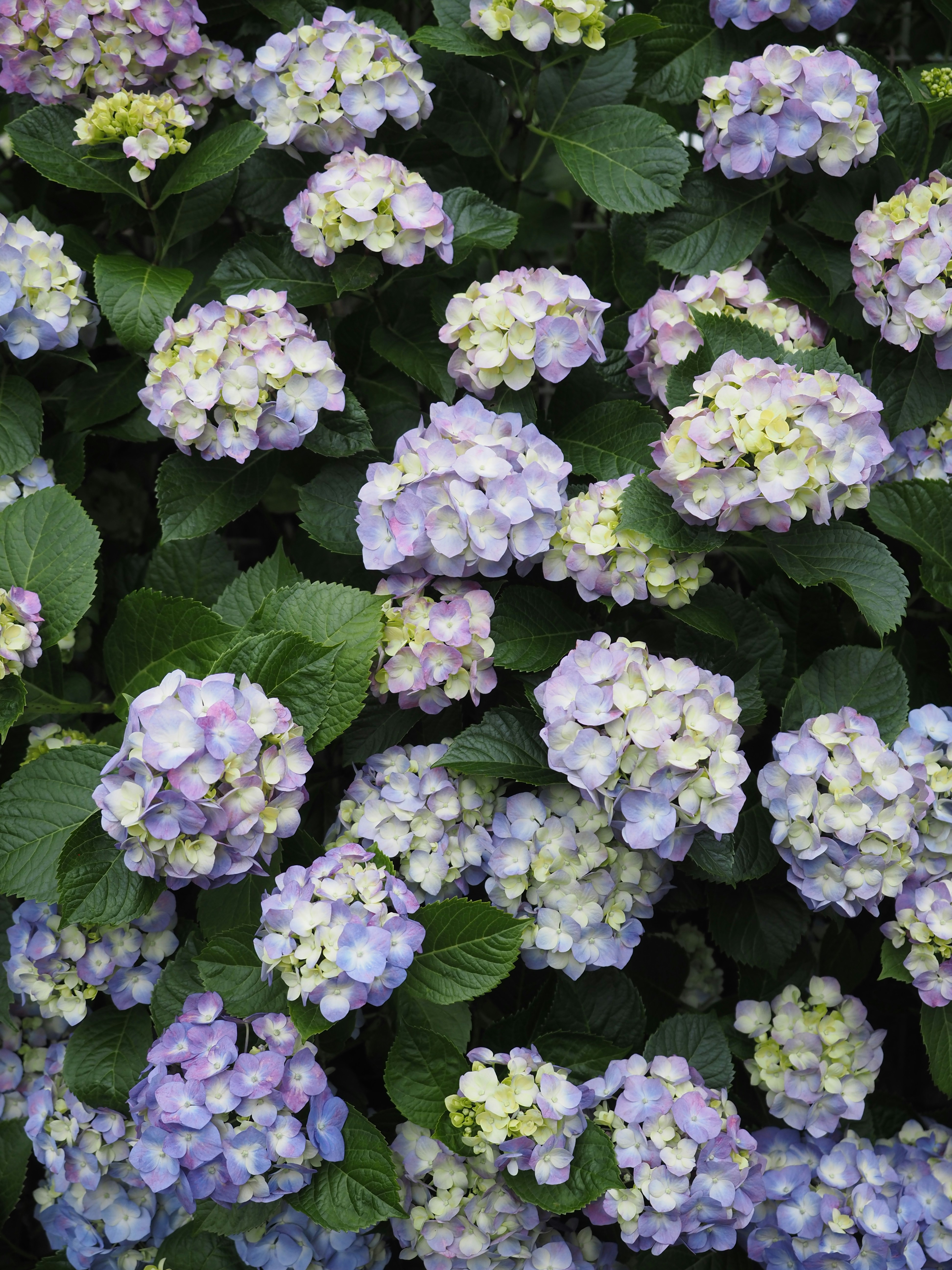 Pastel Hydrangea Mosaic: Soft Blooms in a Lush Green Border