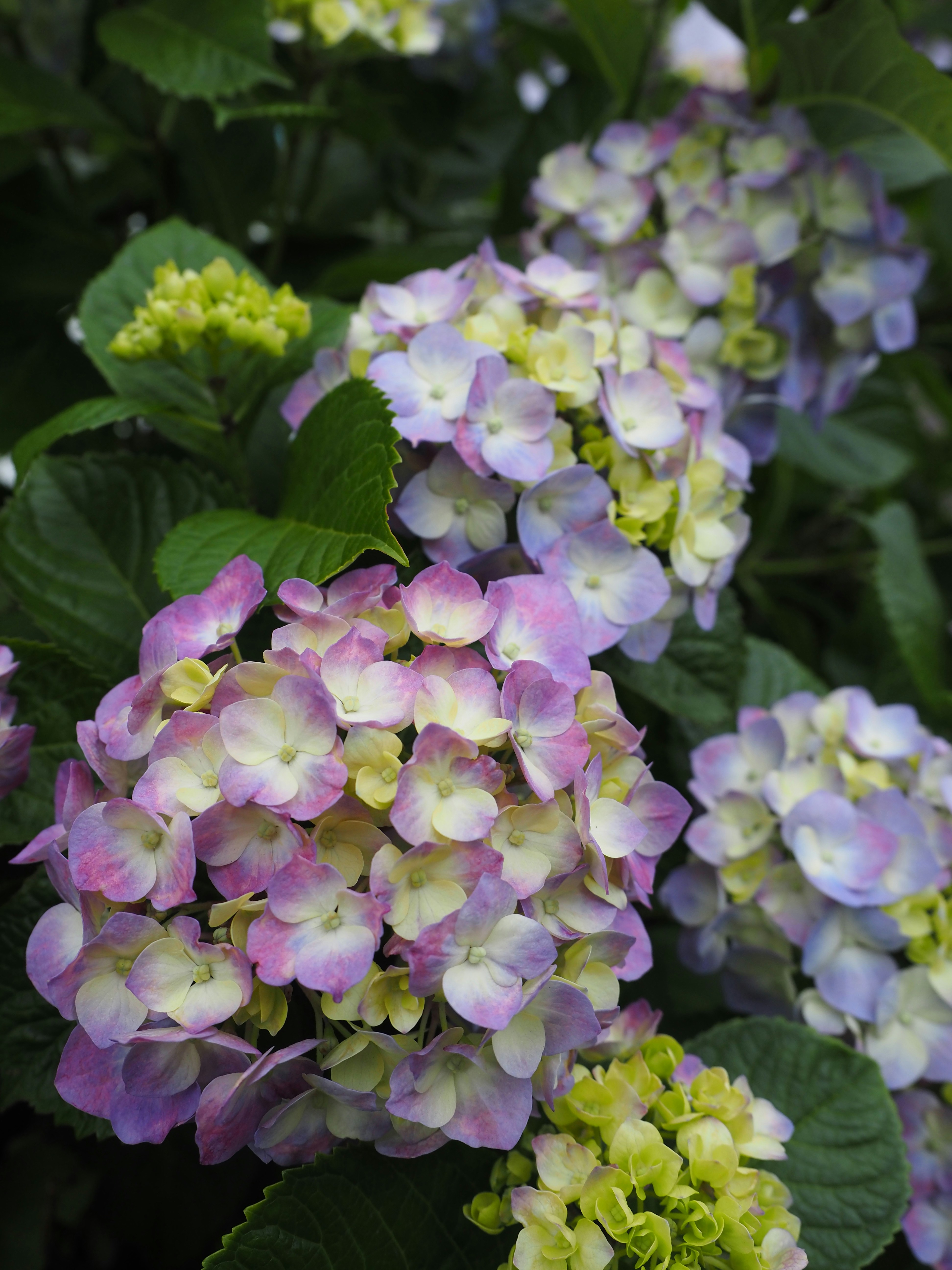 Pastel Hydrangea Cascade in Evening Light