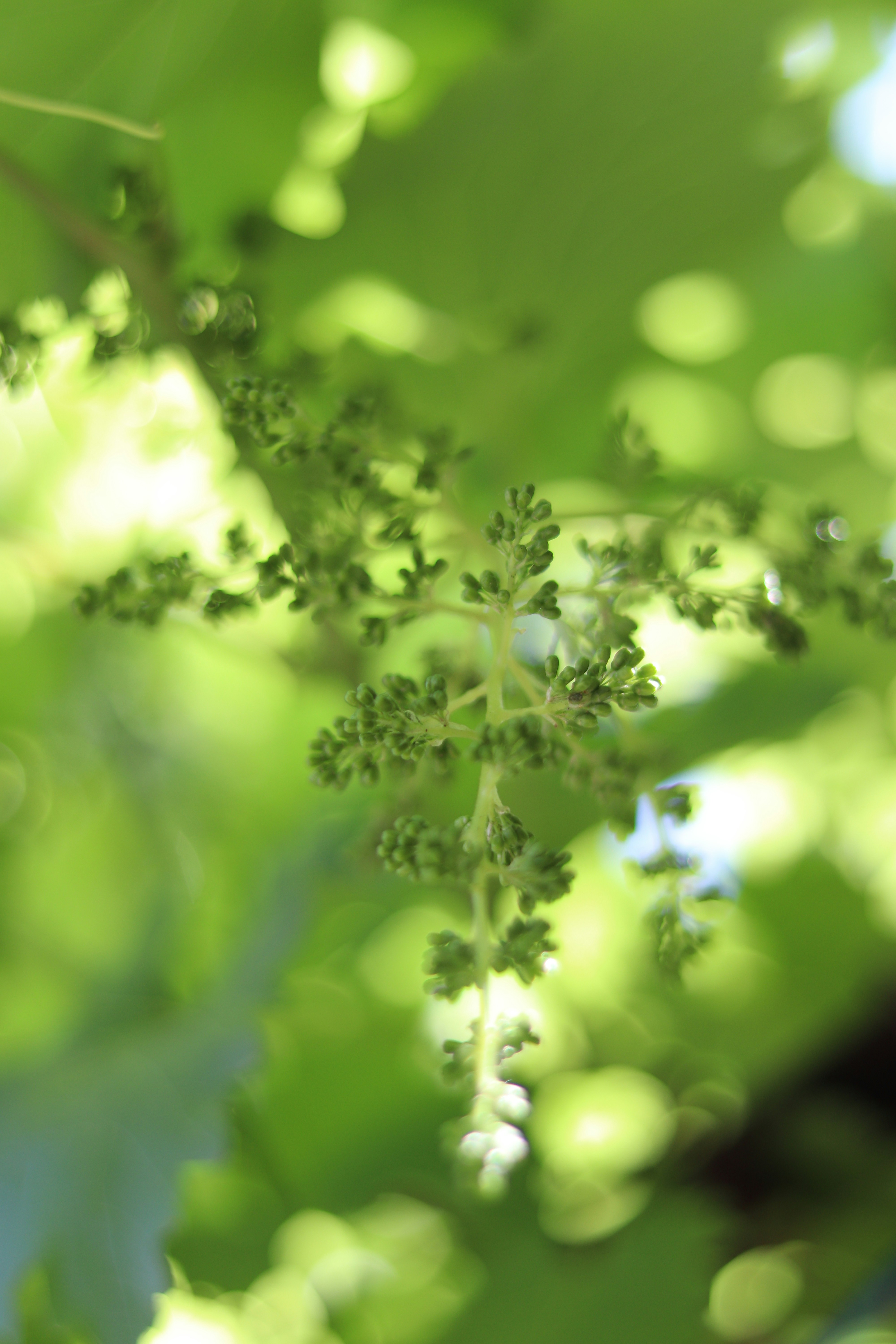 Gentle Fern Fronds in Diffused Spring Light