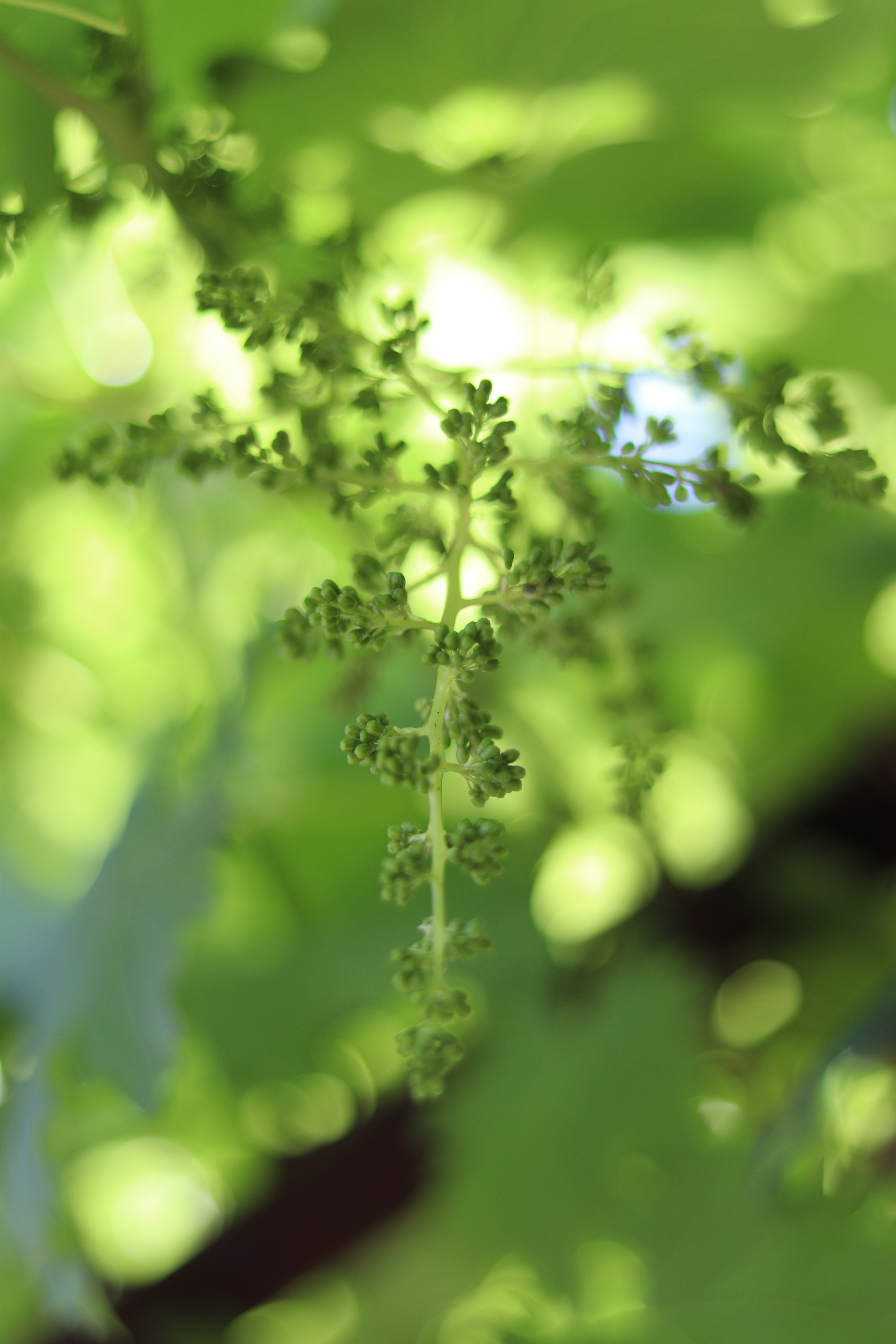 Midair Vines: A Close-Up of Foliage in Soft Focus