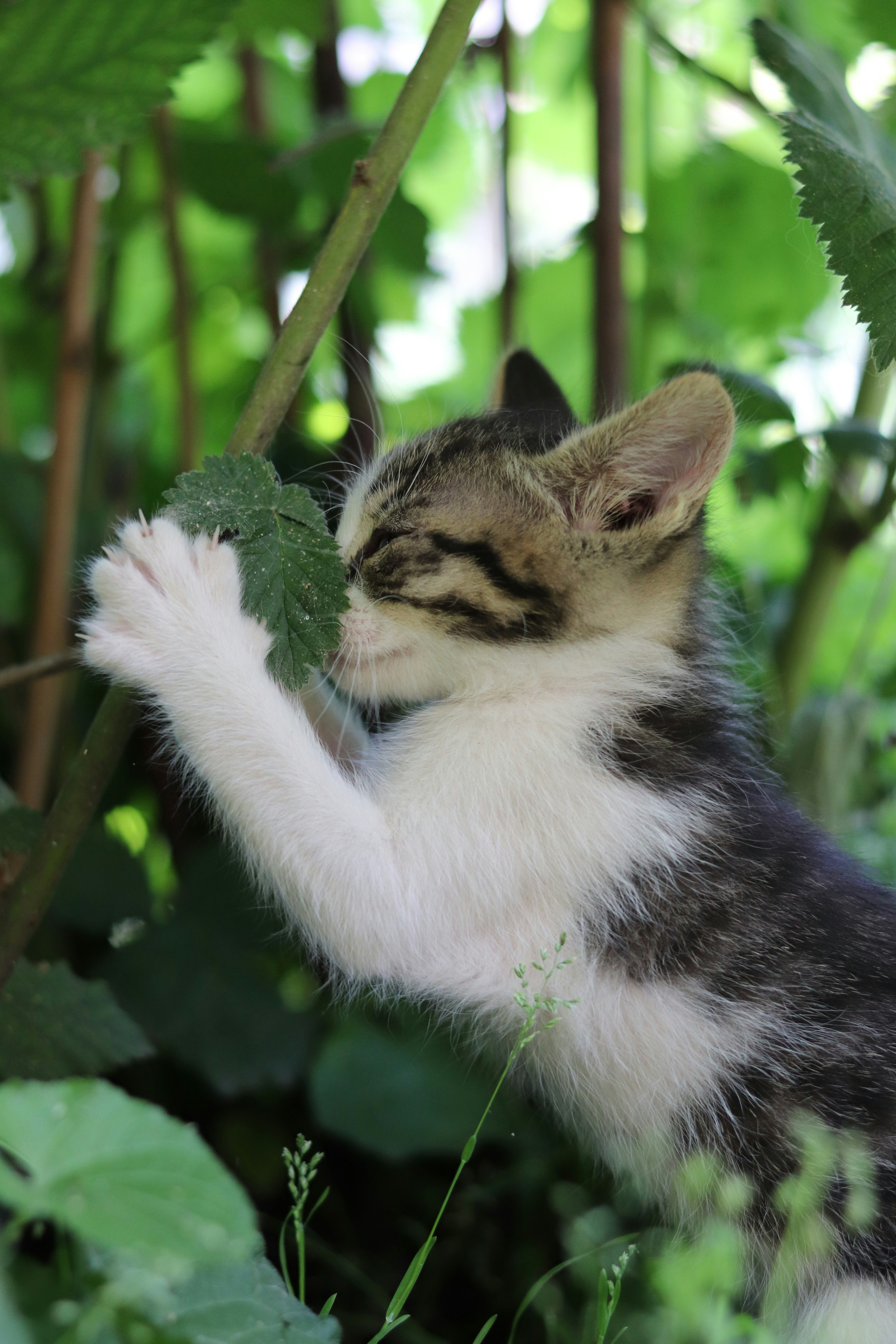 Curious Kitten in a Green Canopy