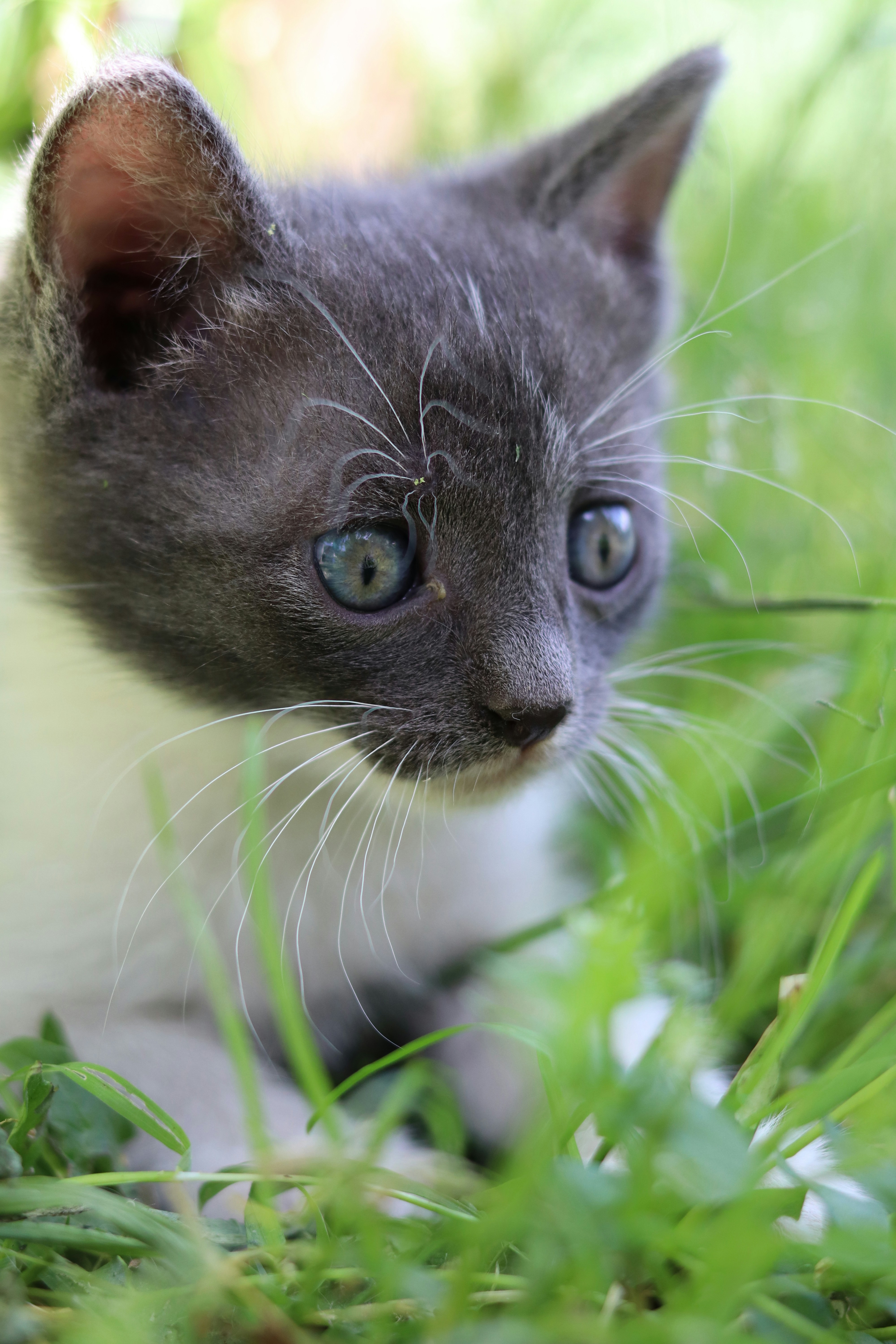 Curious Kitten in Sunny Grass