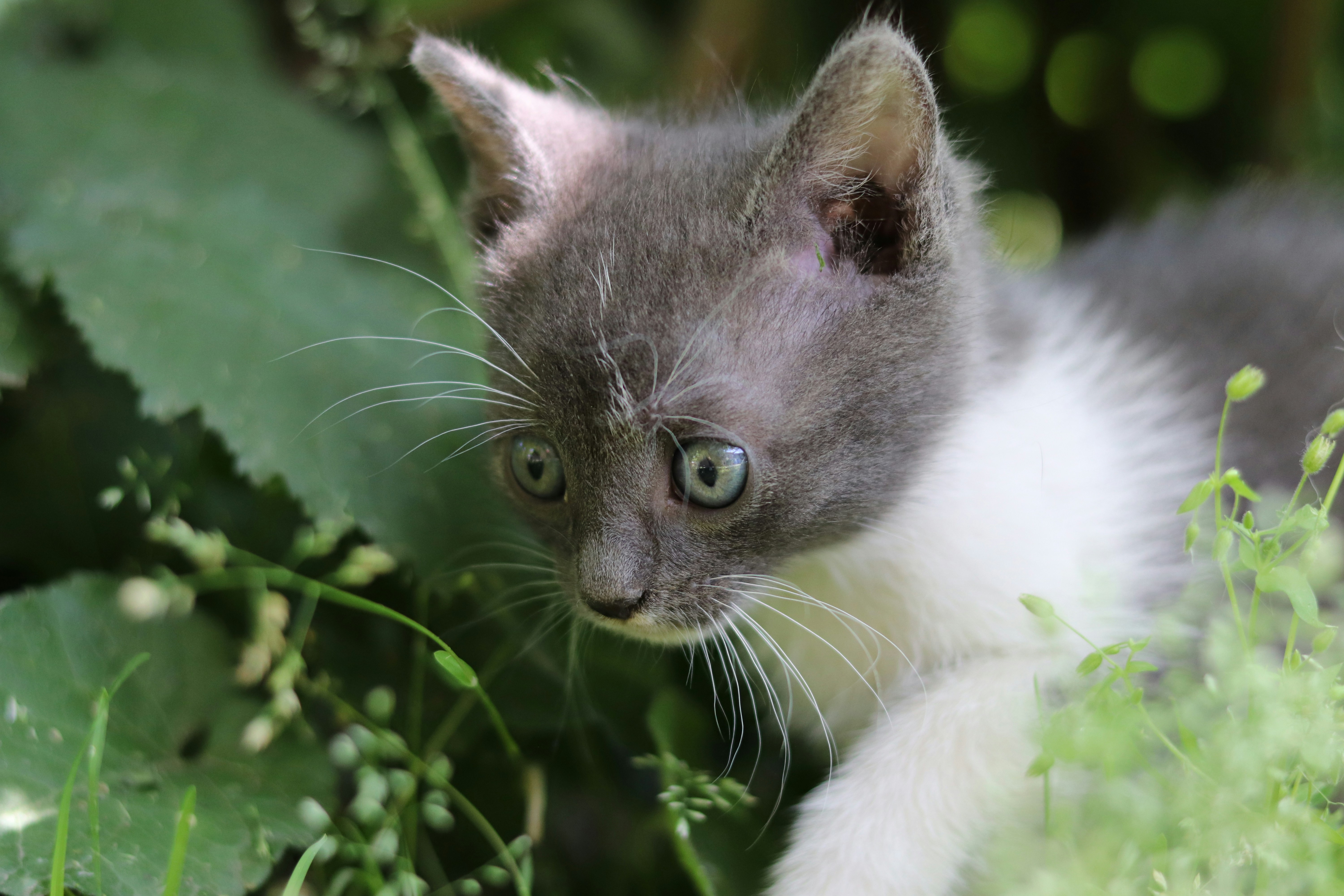 Emerald Gaze in the Underbrush