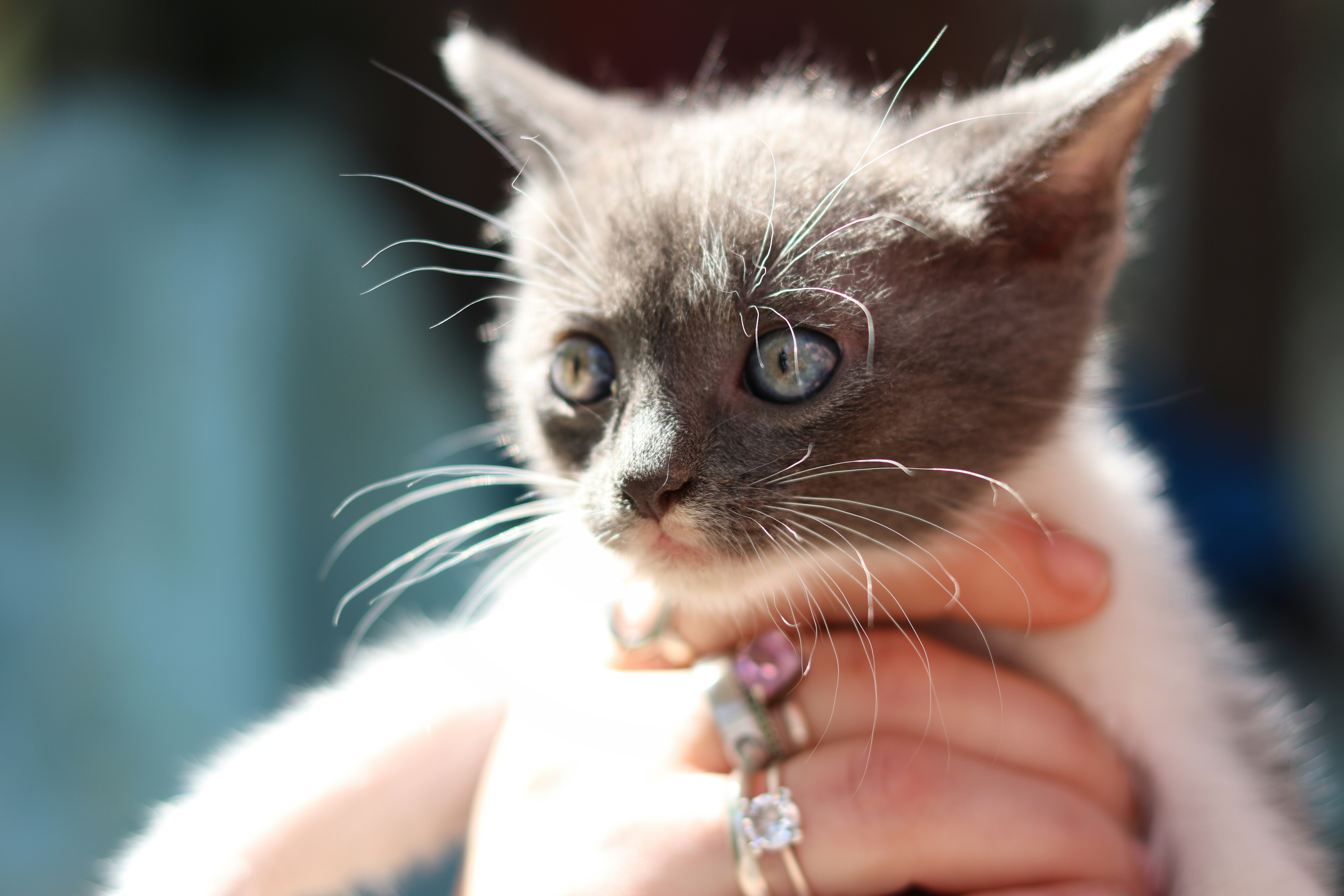 Soft Focus, Sharp Gaze: A Kitten’s Bright First Look