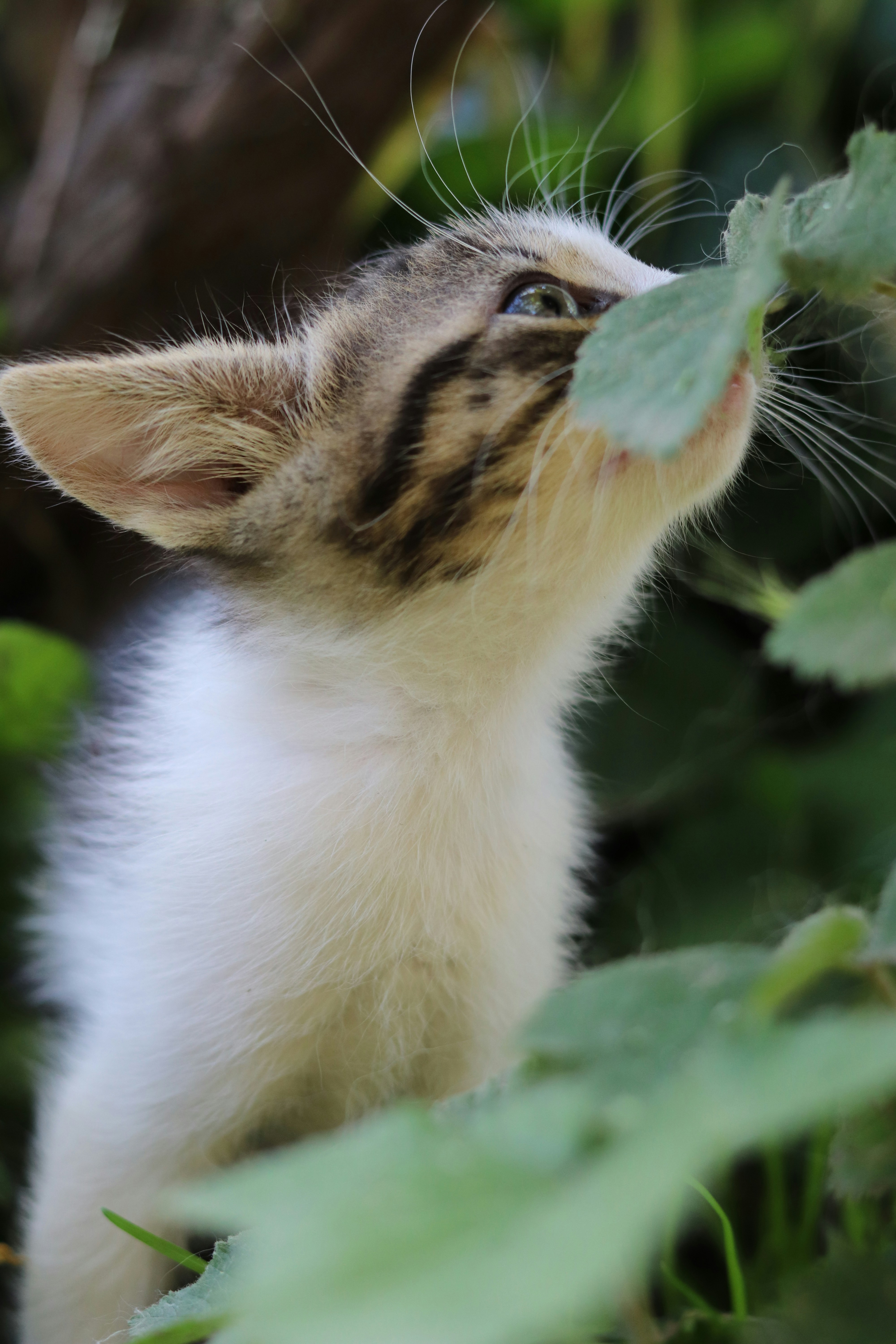 Curious Kitten Reaches for a Leaf