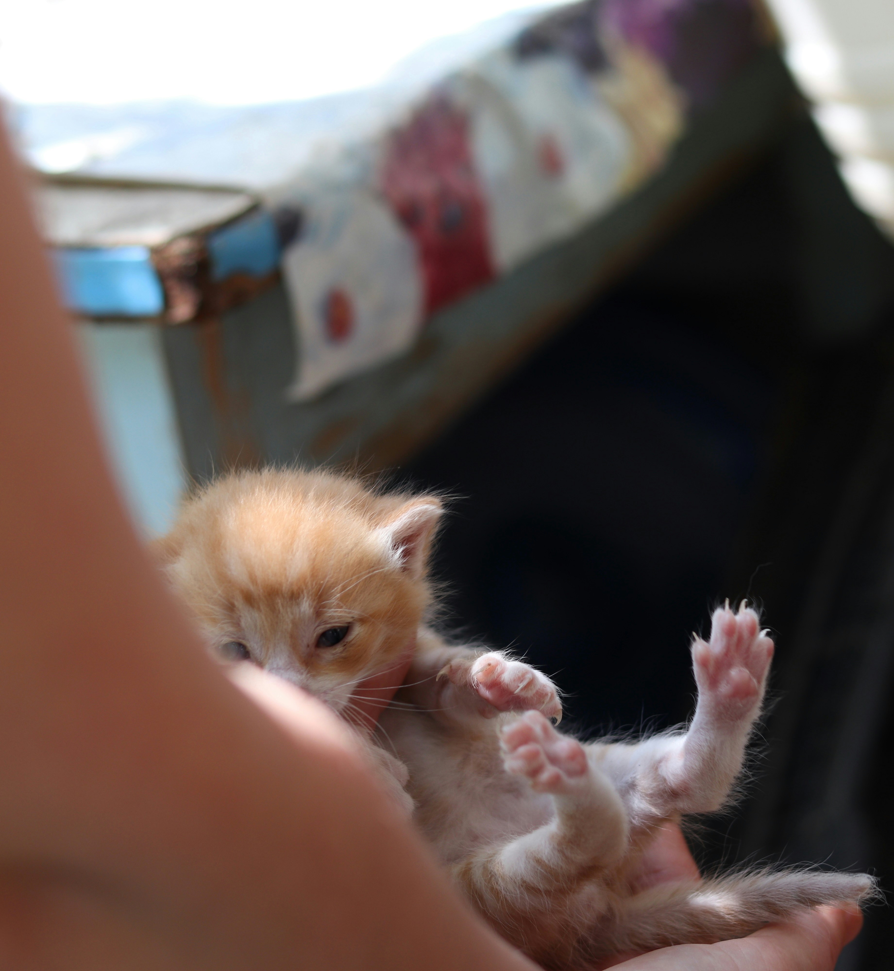 Tiny orange kitten, tiny paws raised, cradled in a gentle hand
