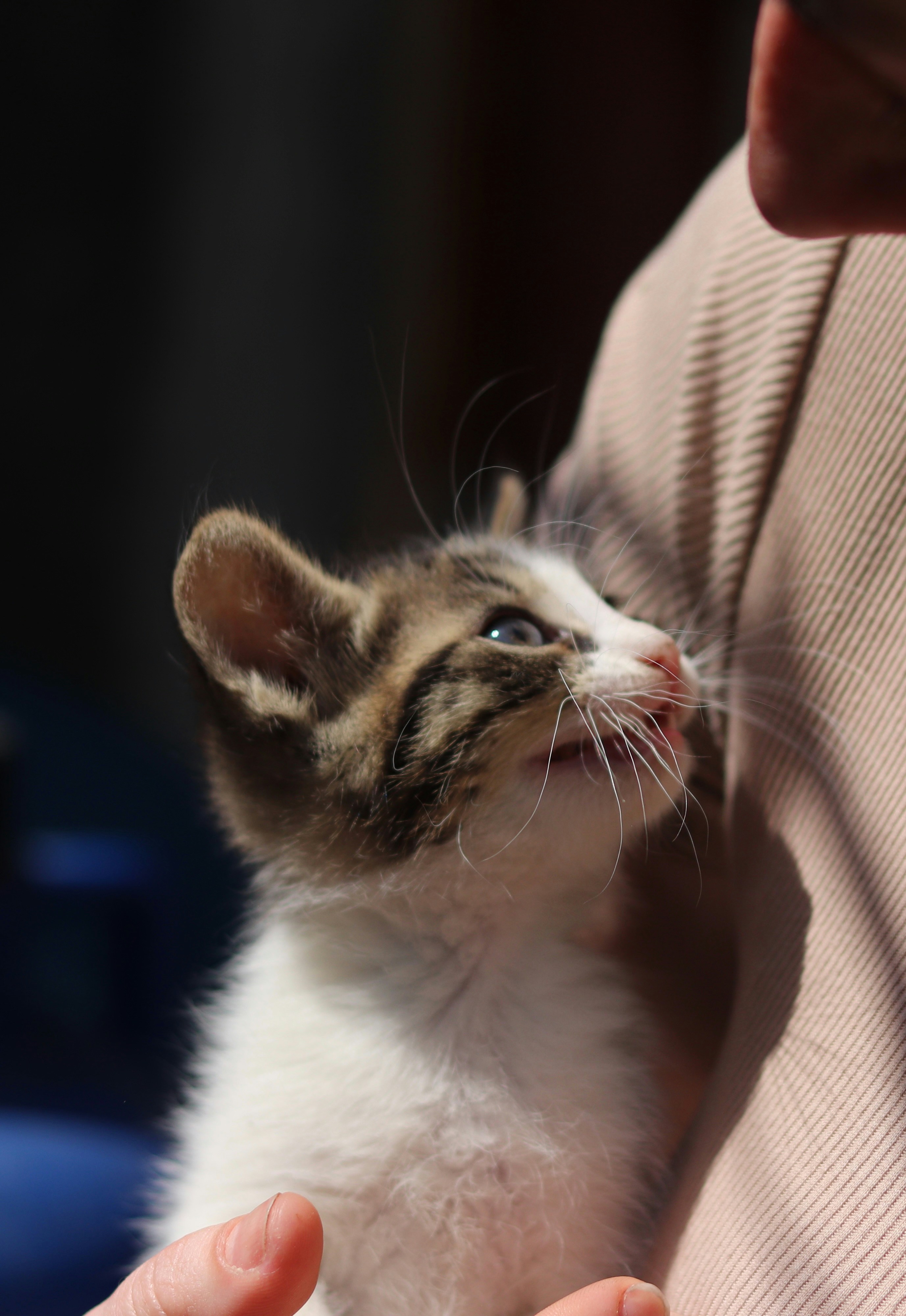 Curious Kitten Sniffs the Human Bond