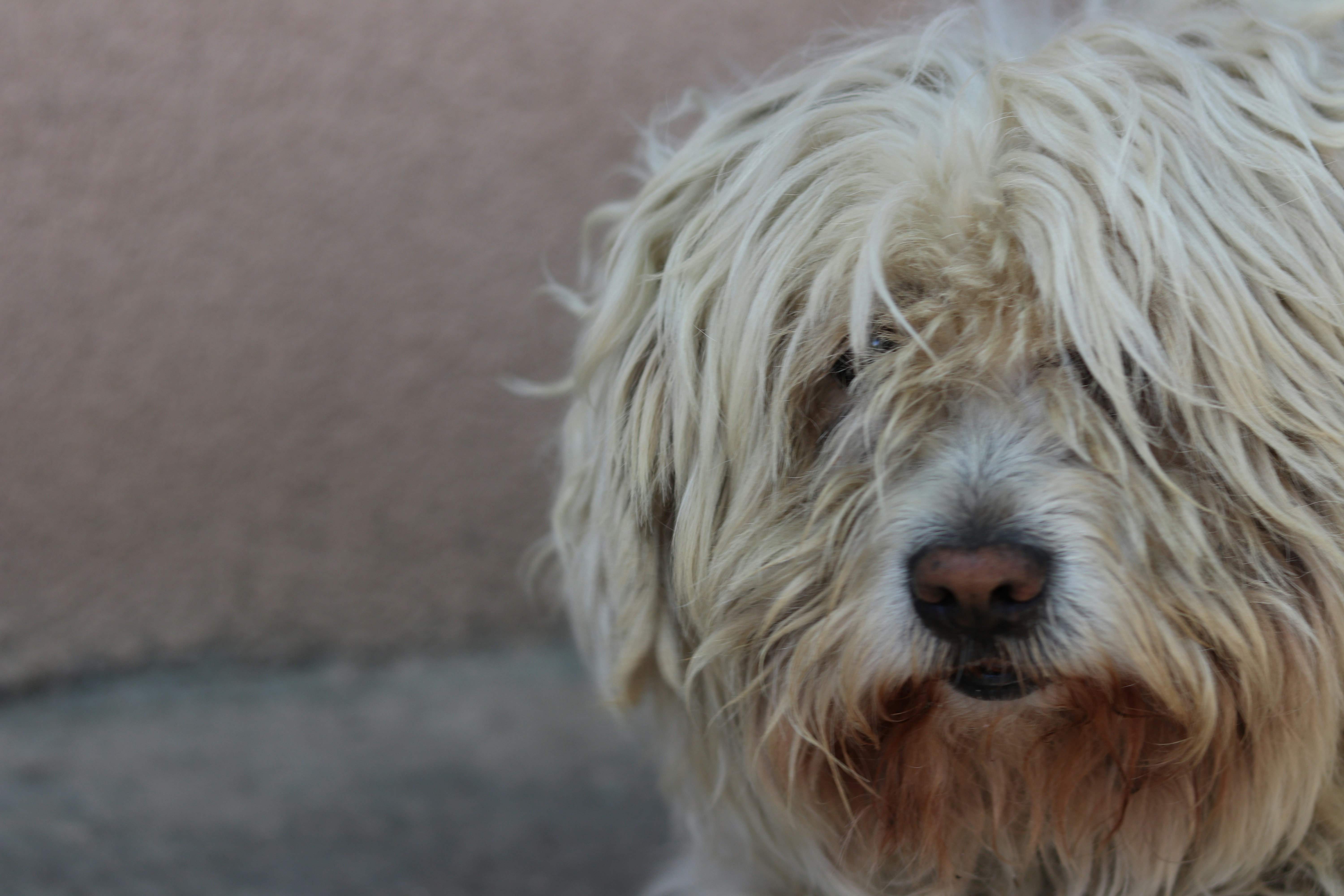 Hushed Gaze Through Tousled Fur