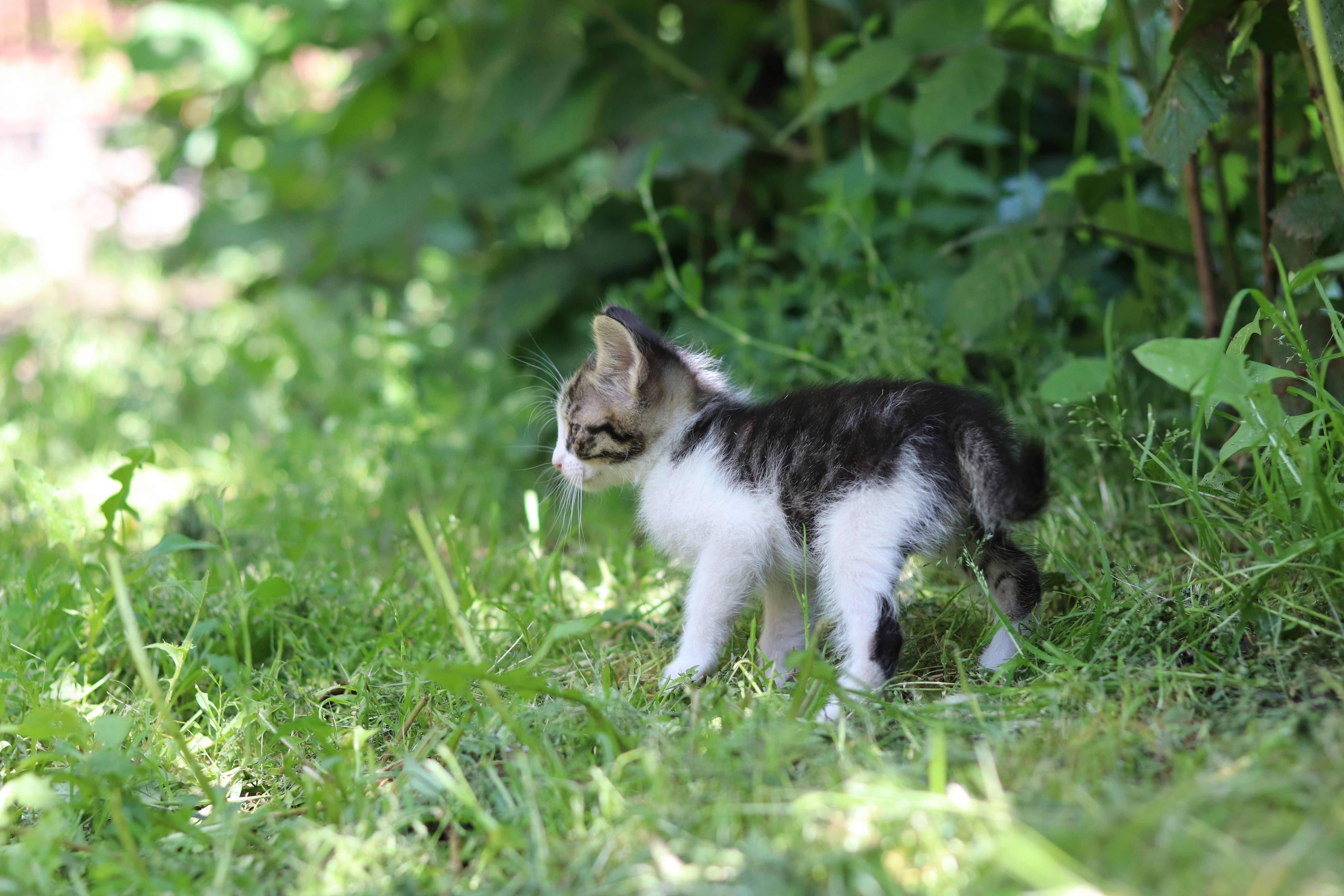 Curious Kitten in Sunlit Grass