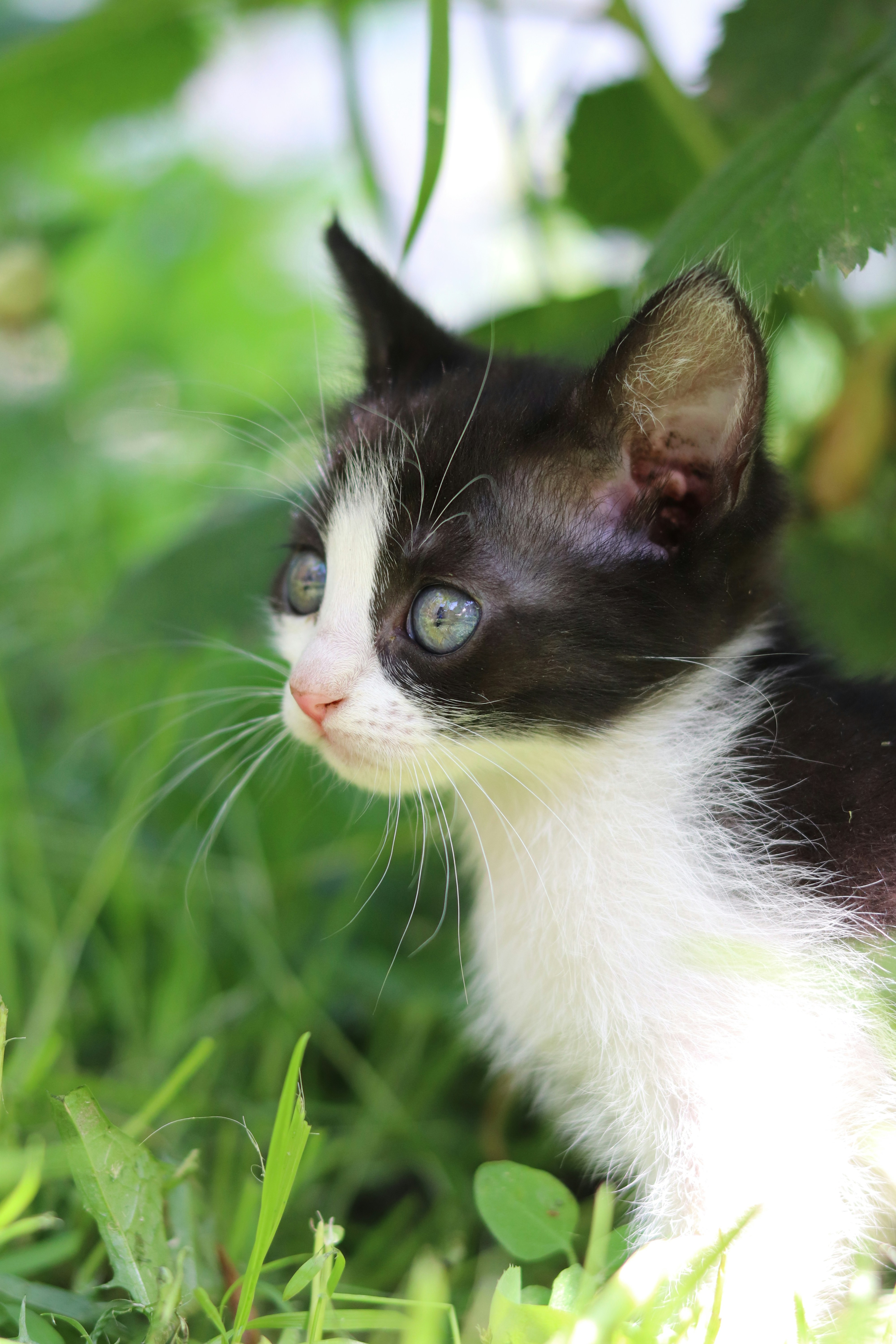 Curious Kitten Peering Through Greenery