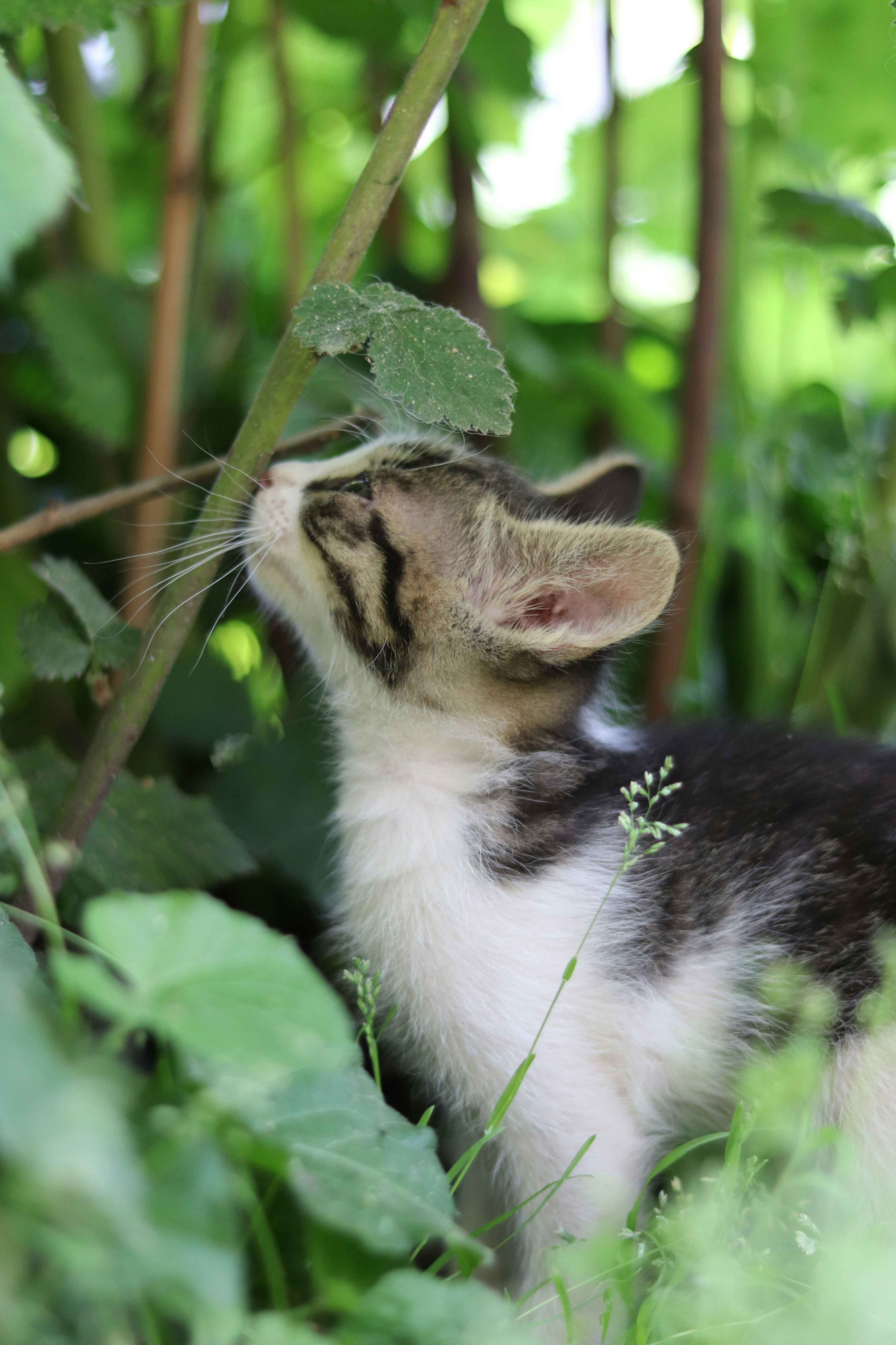 Whiskered Scout: Kitty Sniffs the Garden Air