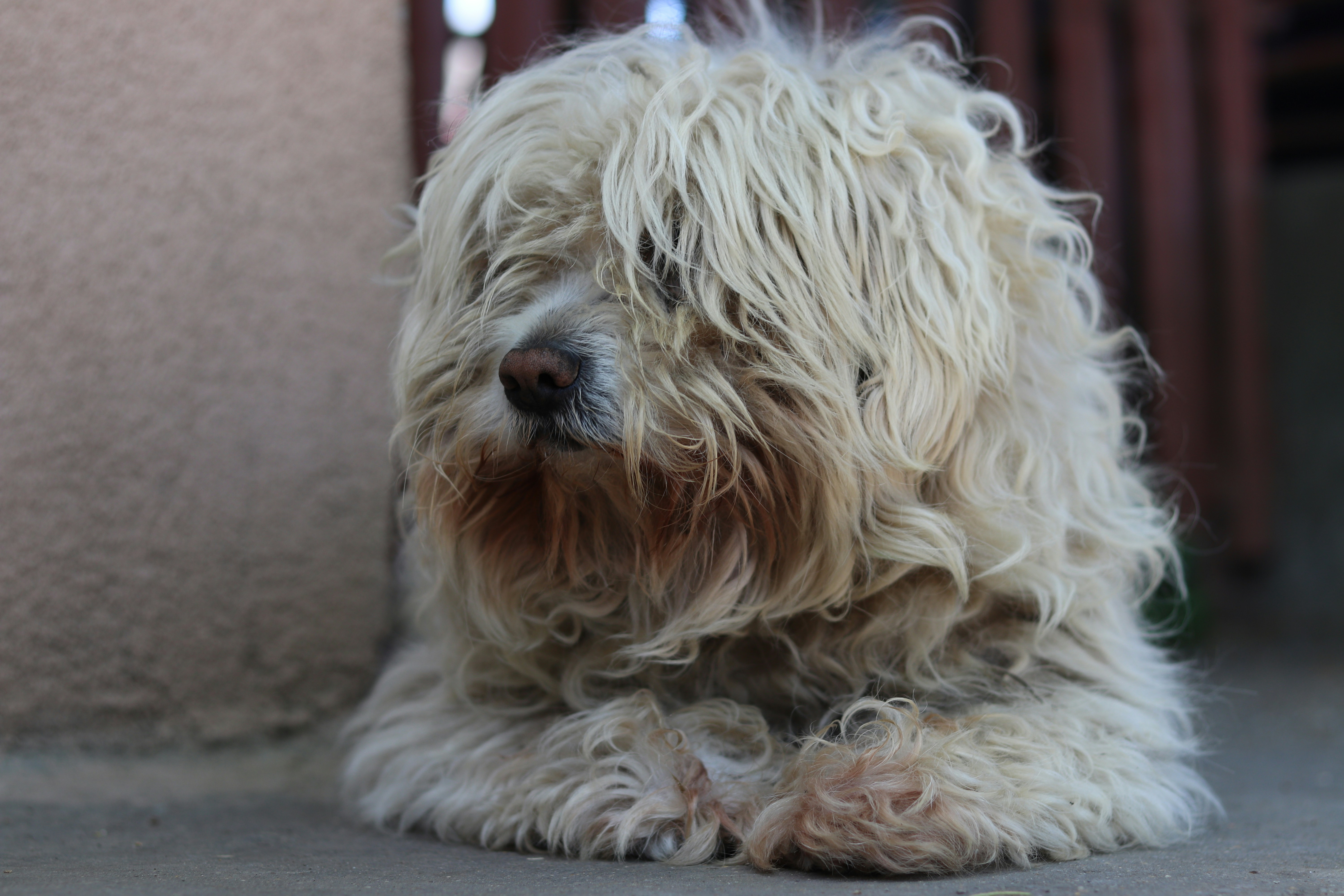 A shaggy white dog with hair covering its eyes.