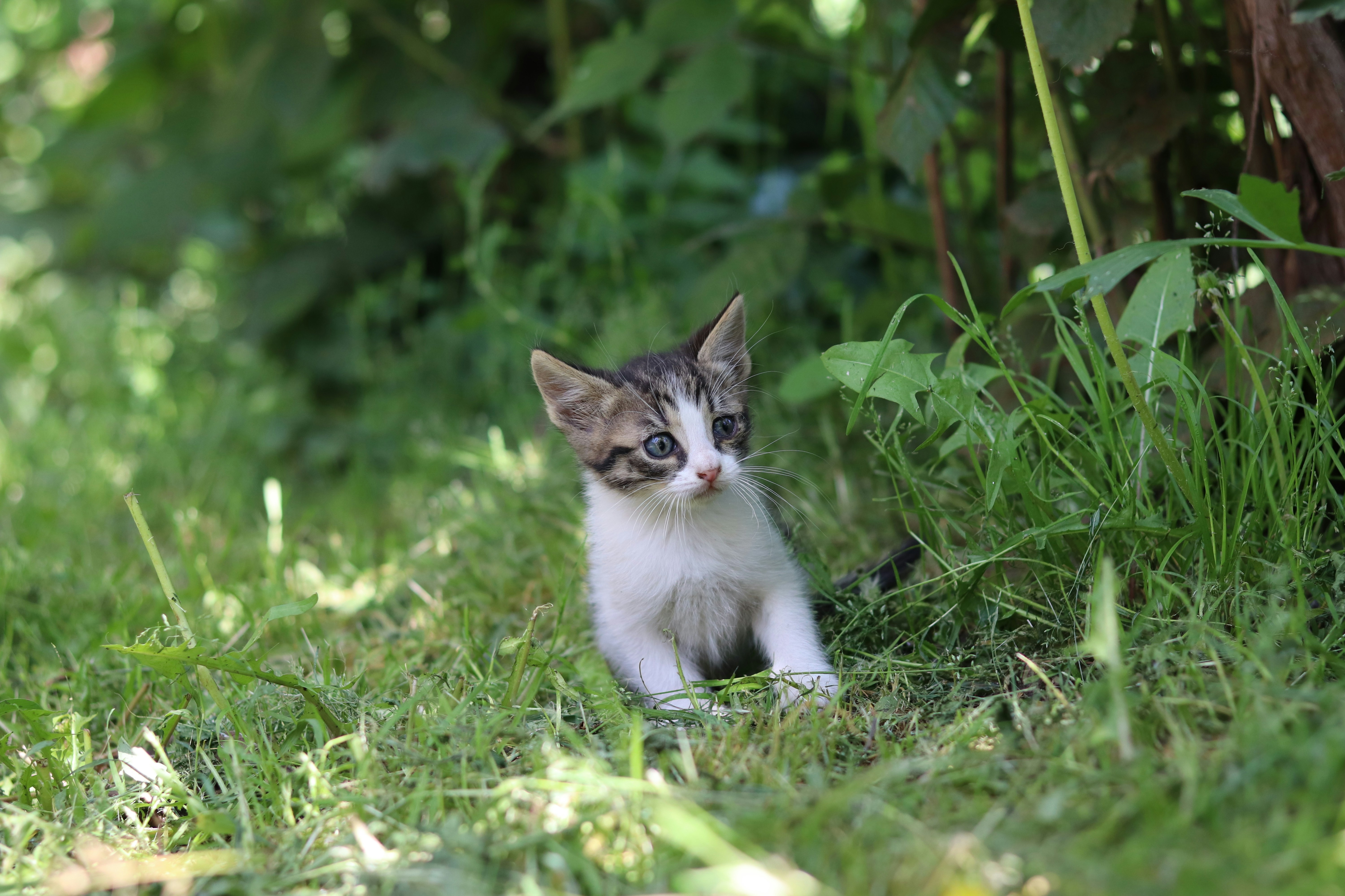 Curious Kitten in a Quiet Green Clearing