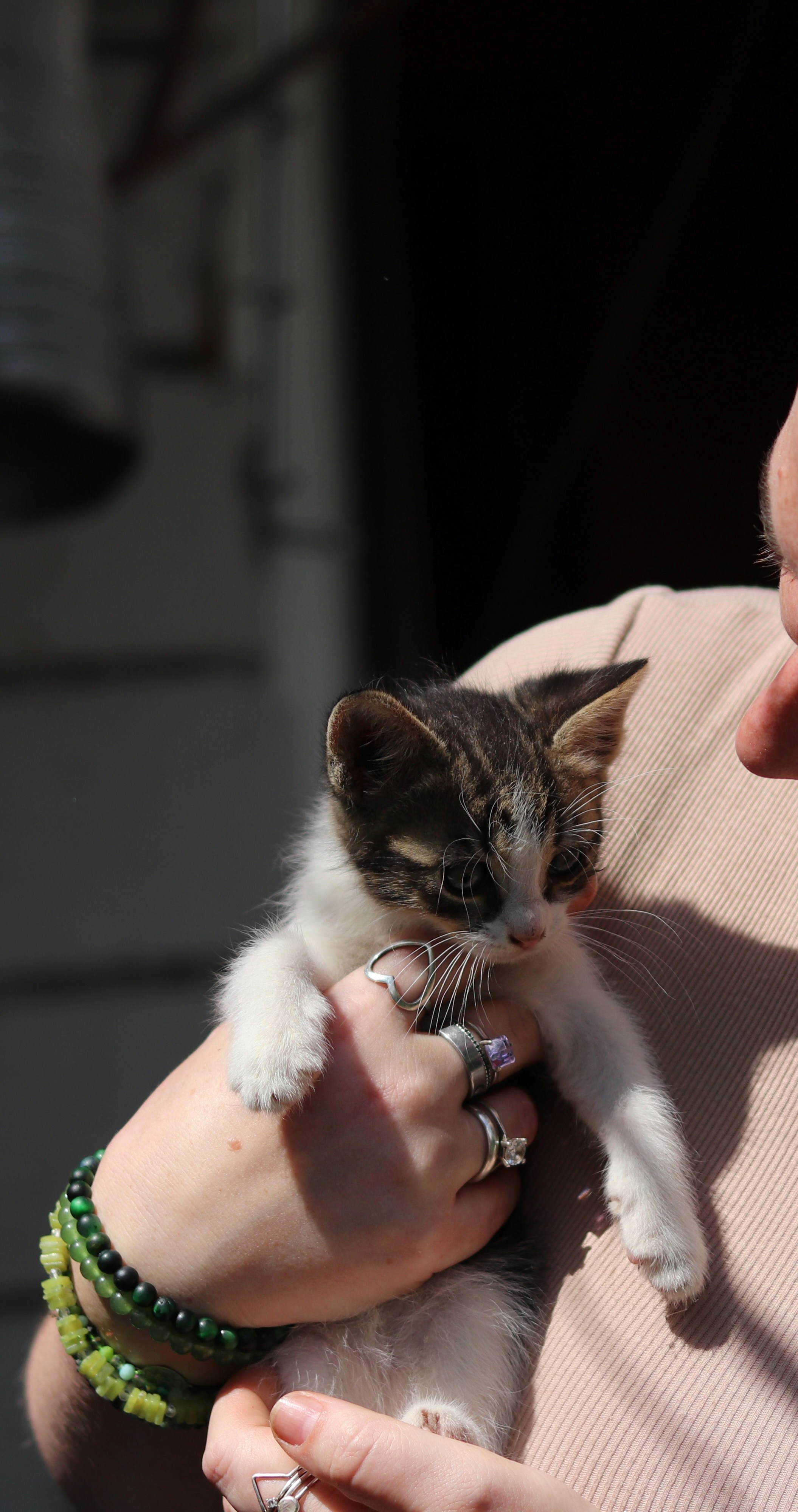 Holding Tiny Whiskers: A Cozy Moment Between Hand and Kitten