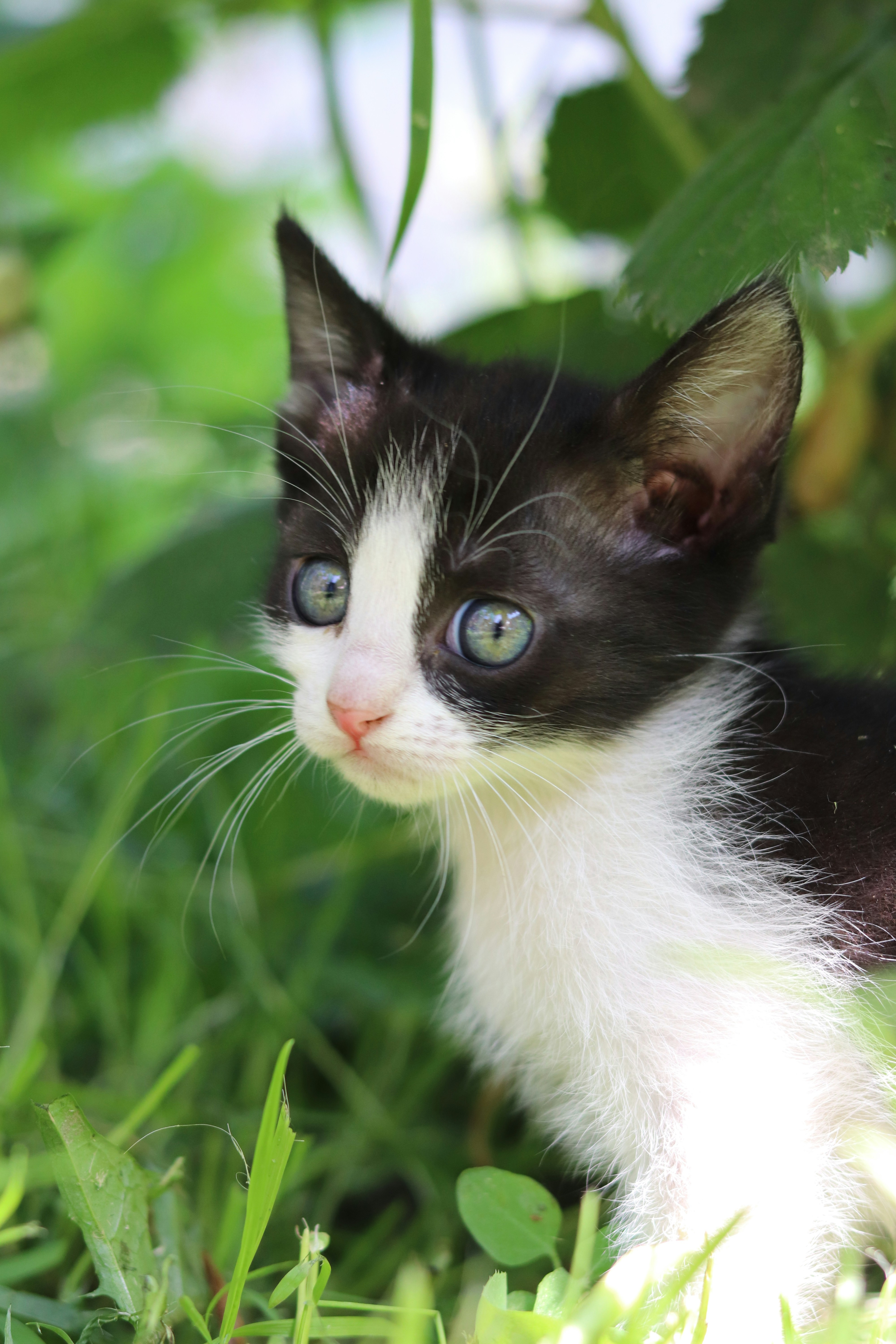 Curious Kitten in Dappled Green Light