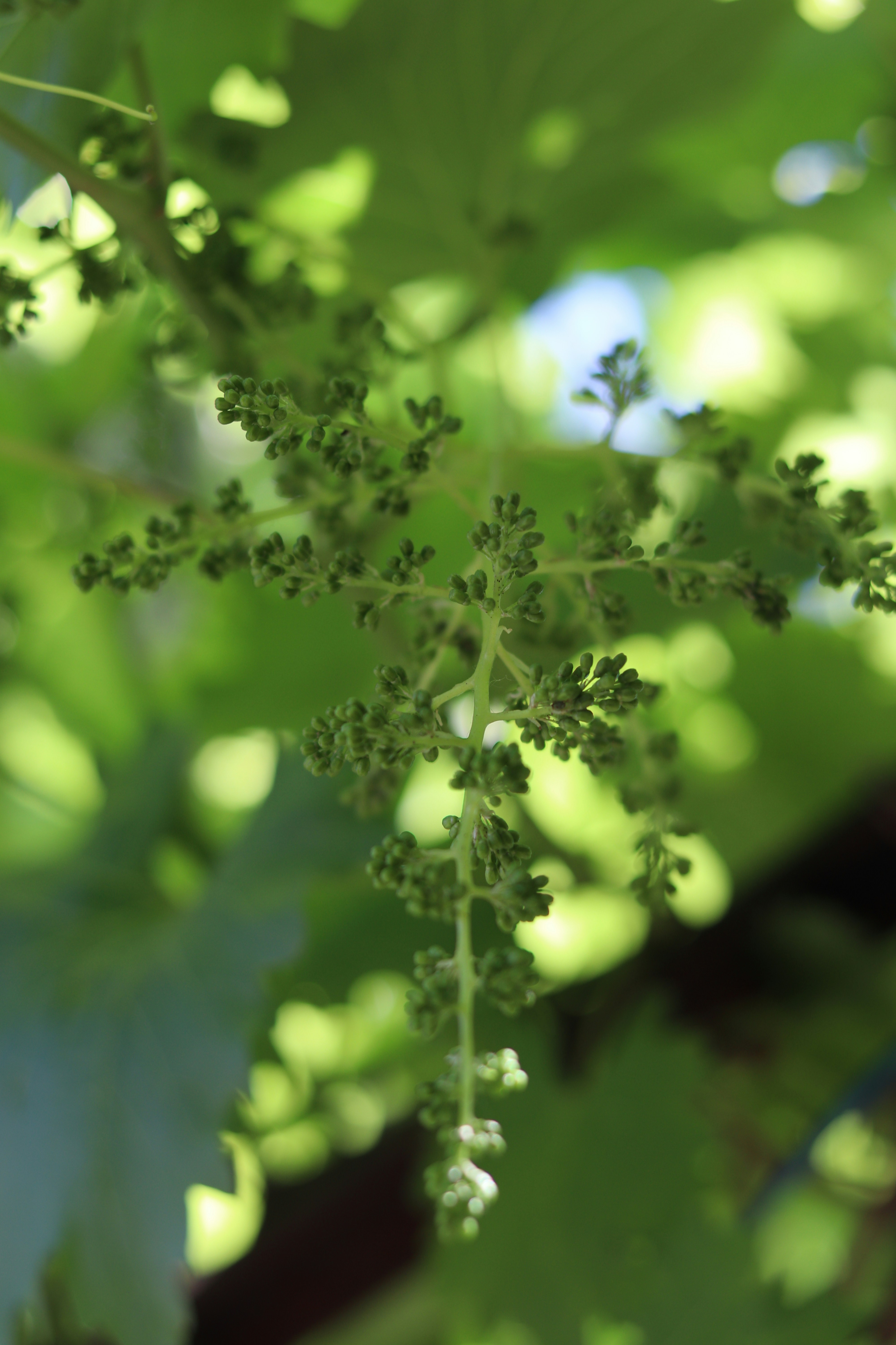 Emerald Fern: Delicate Inflorescence Framed by Sunlit Greenery