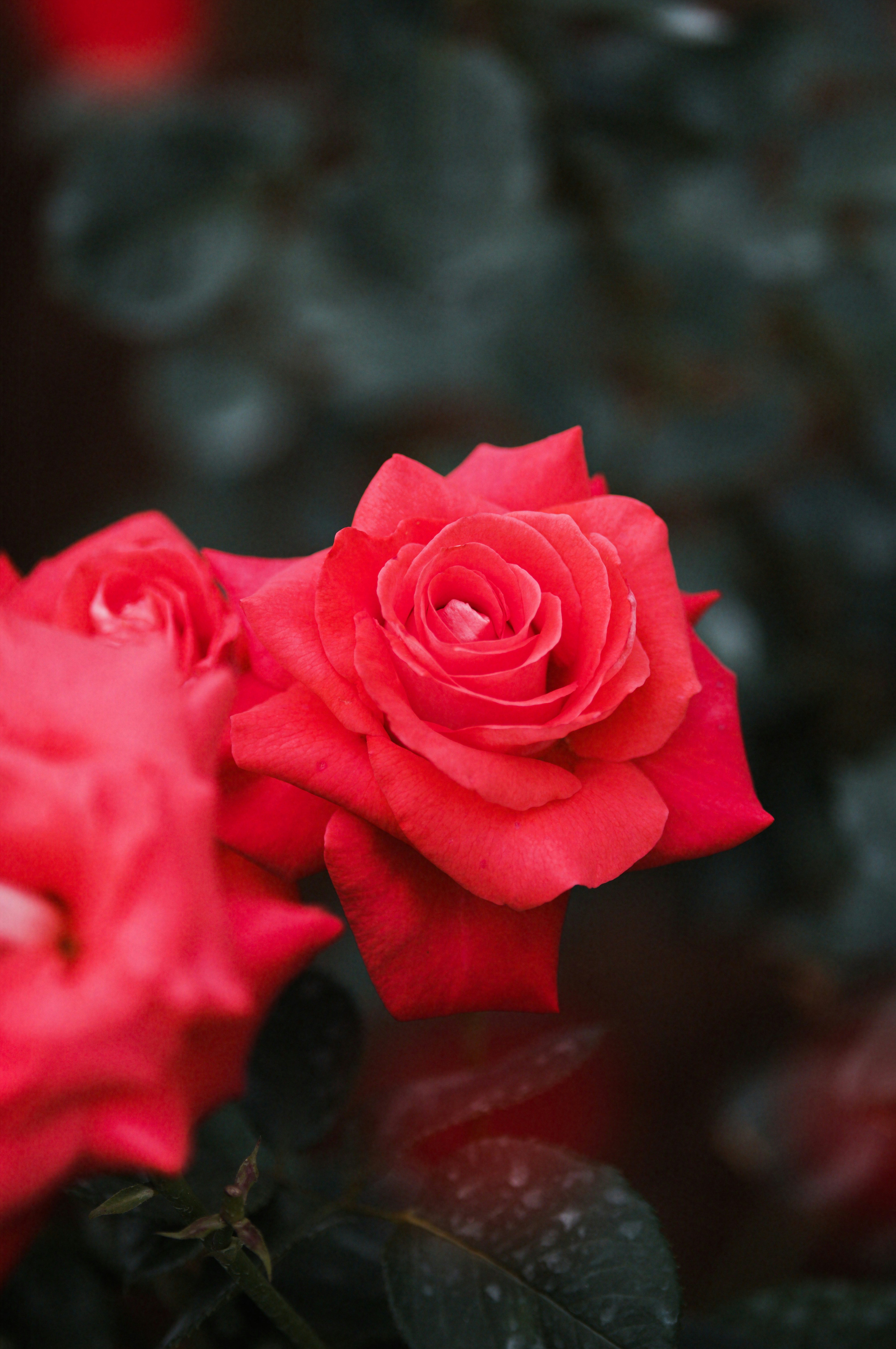 Crimson Bloom: A Rose in Soft Focus with Dark Backdrop