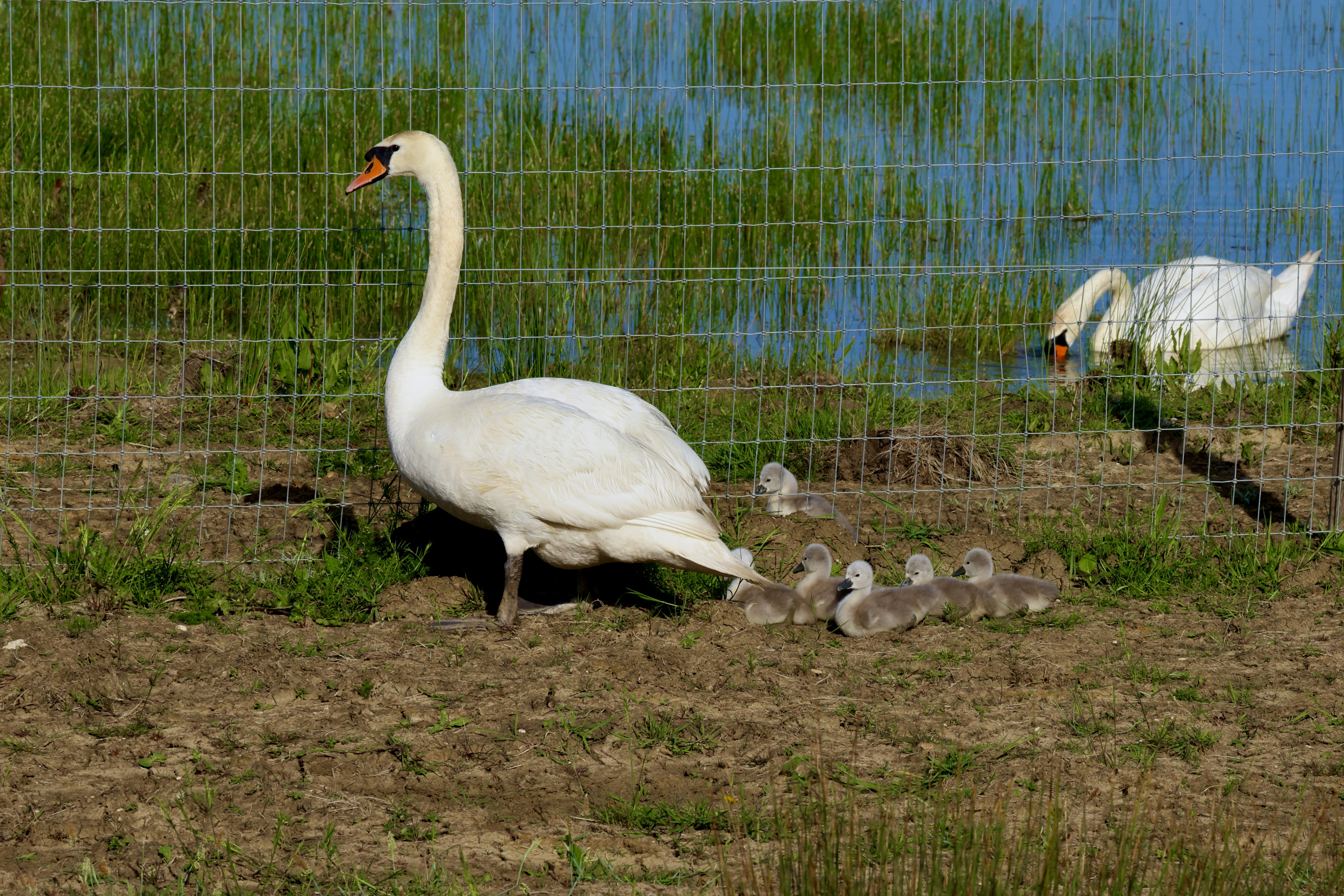Protective Swan Leader with Downy Signets in a Fenced Meadow