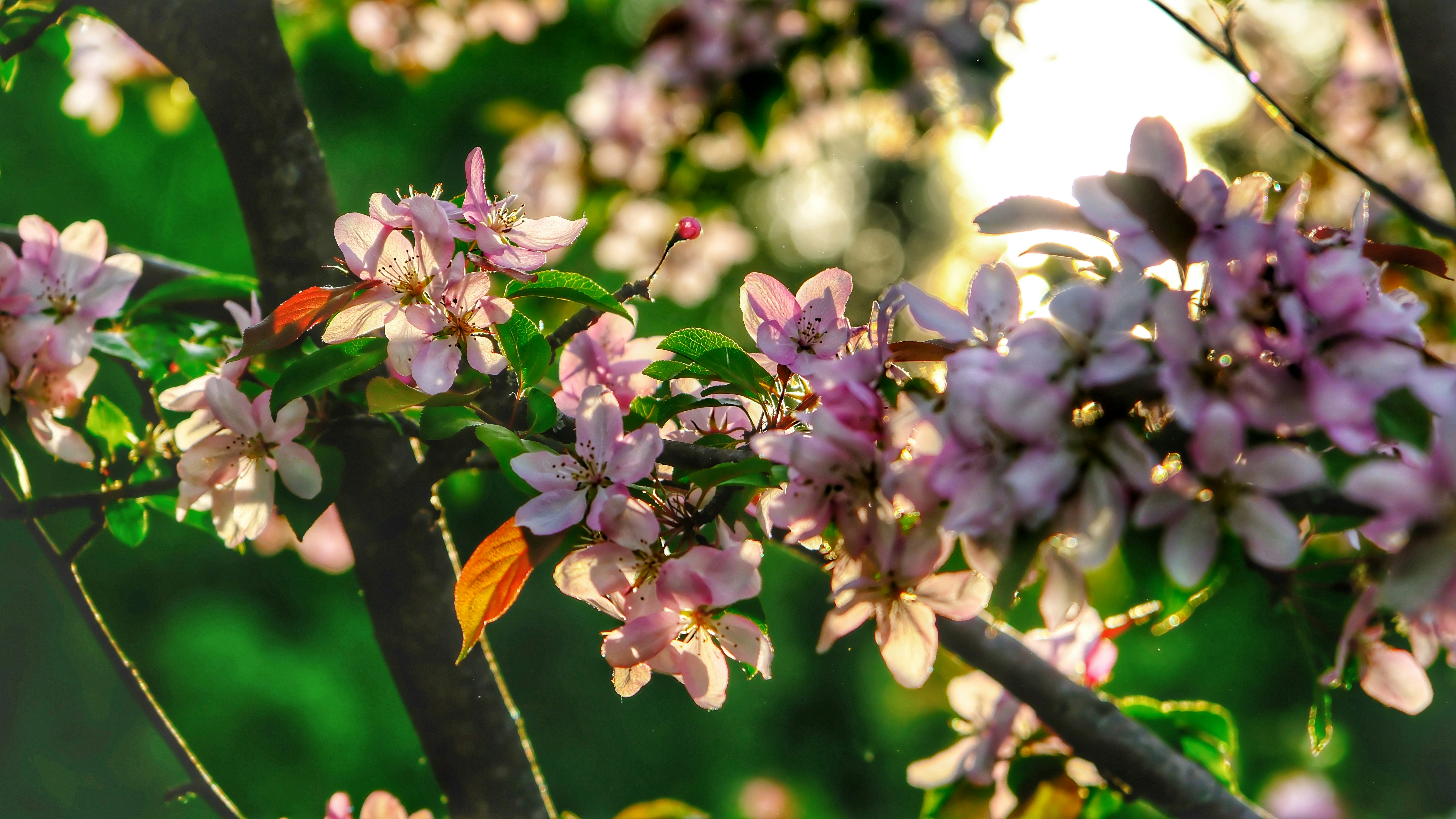  blossoms in soft backlit glow: pink petals framing a sunlit bough