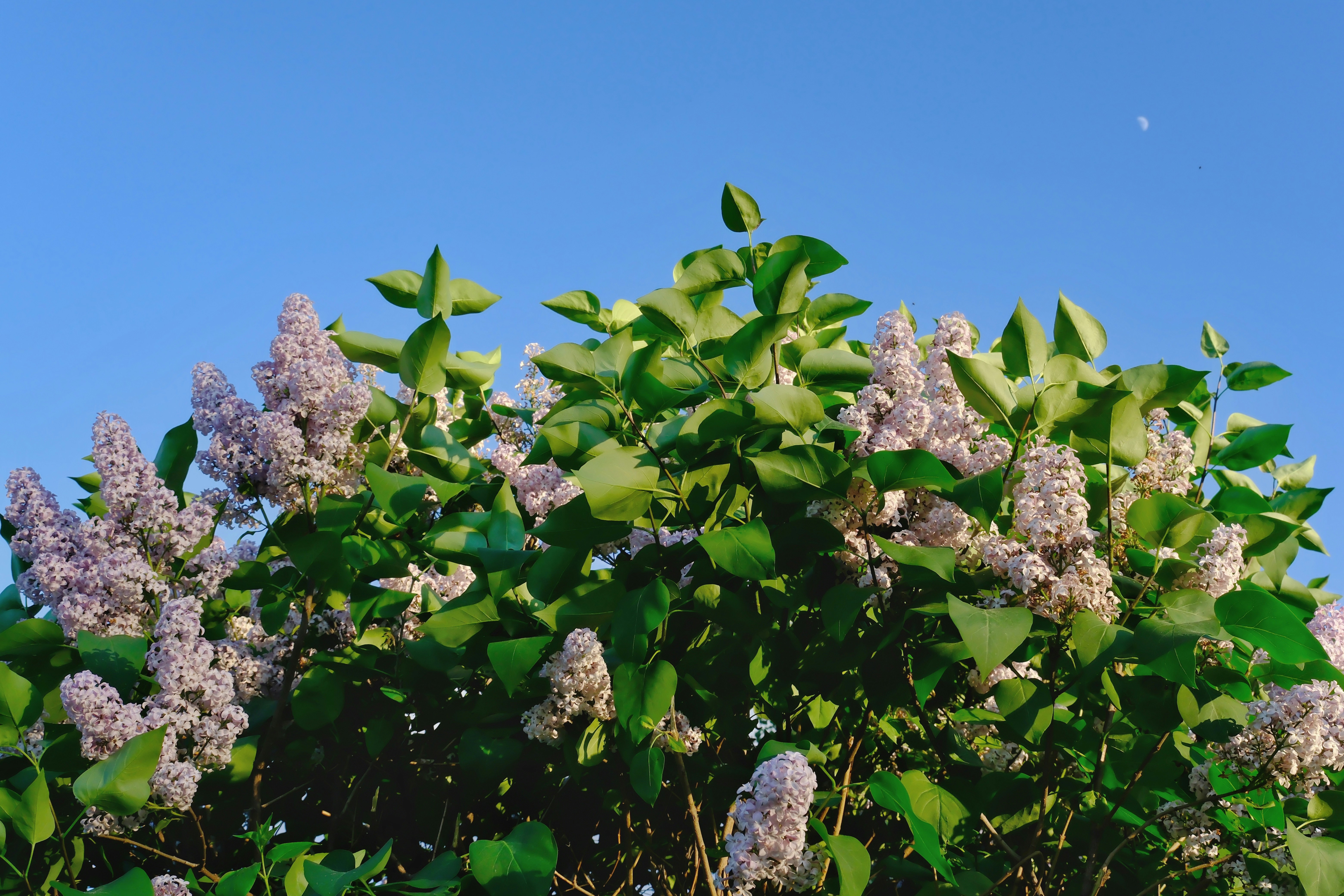 Lilac Crowns Beneath a Clear Sky
