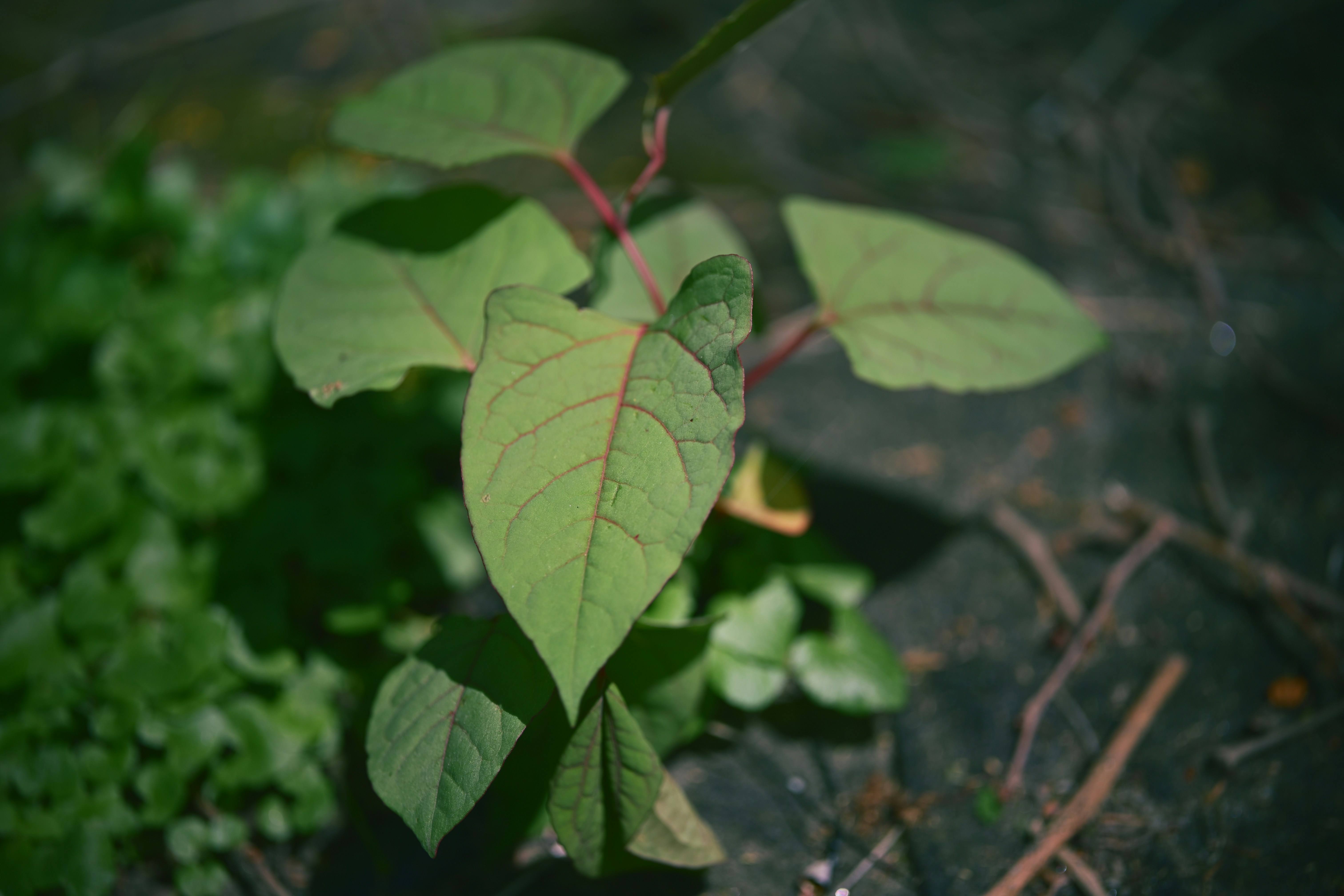 Tender Green Veins: A Close-Up of Emerging Leaves