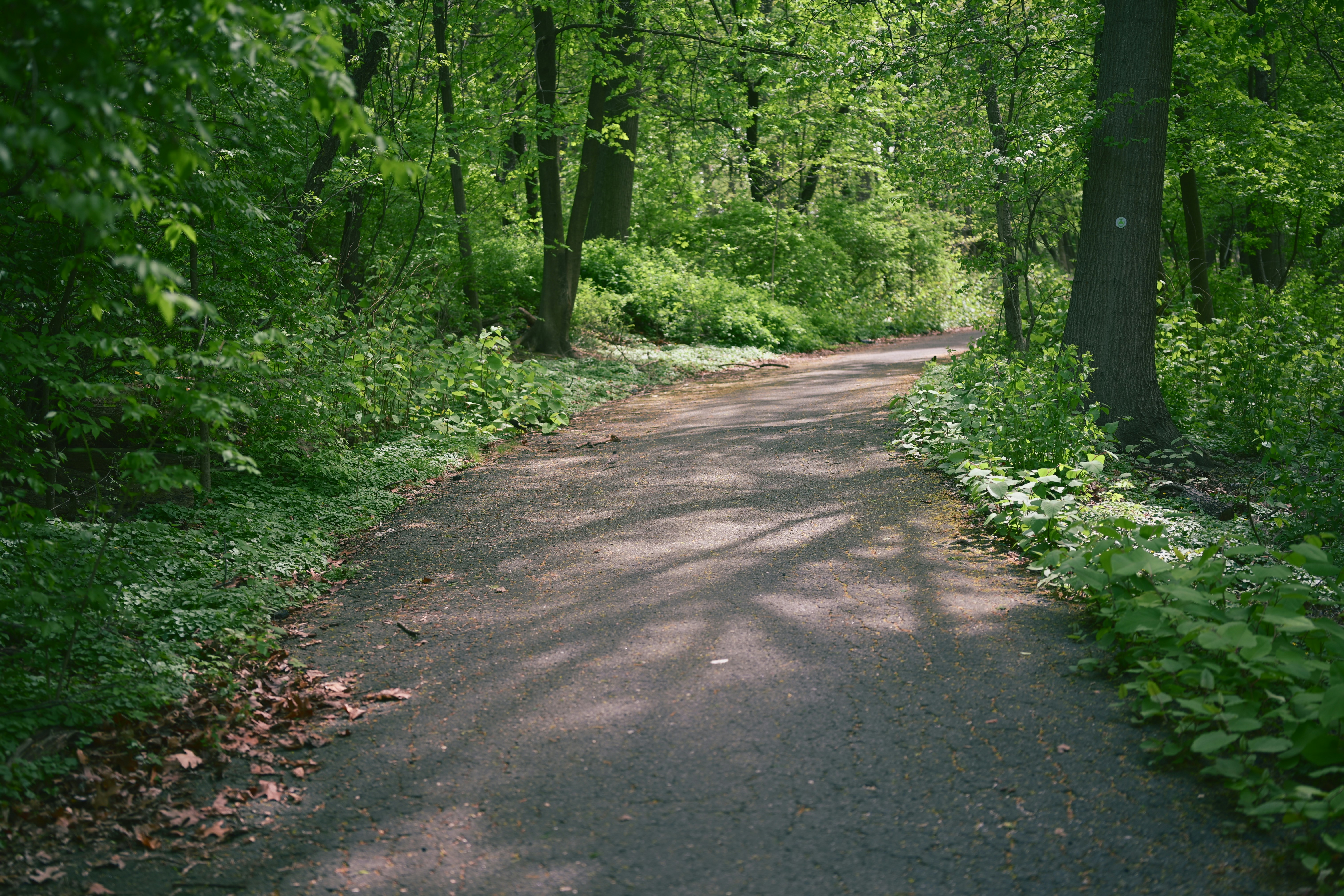 Dappled Path Through a Quiet Green Corridor