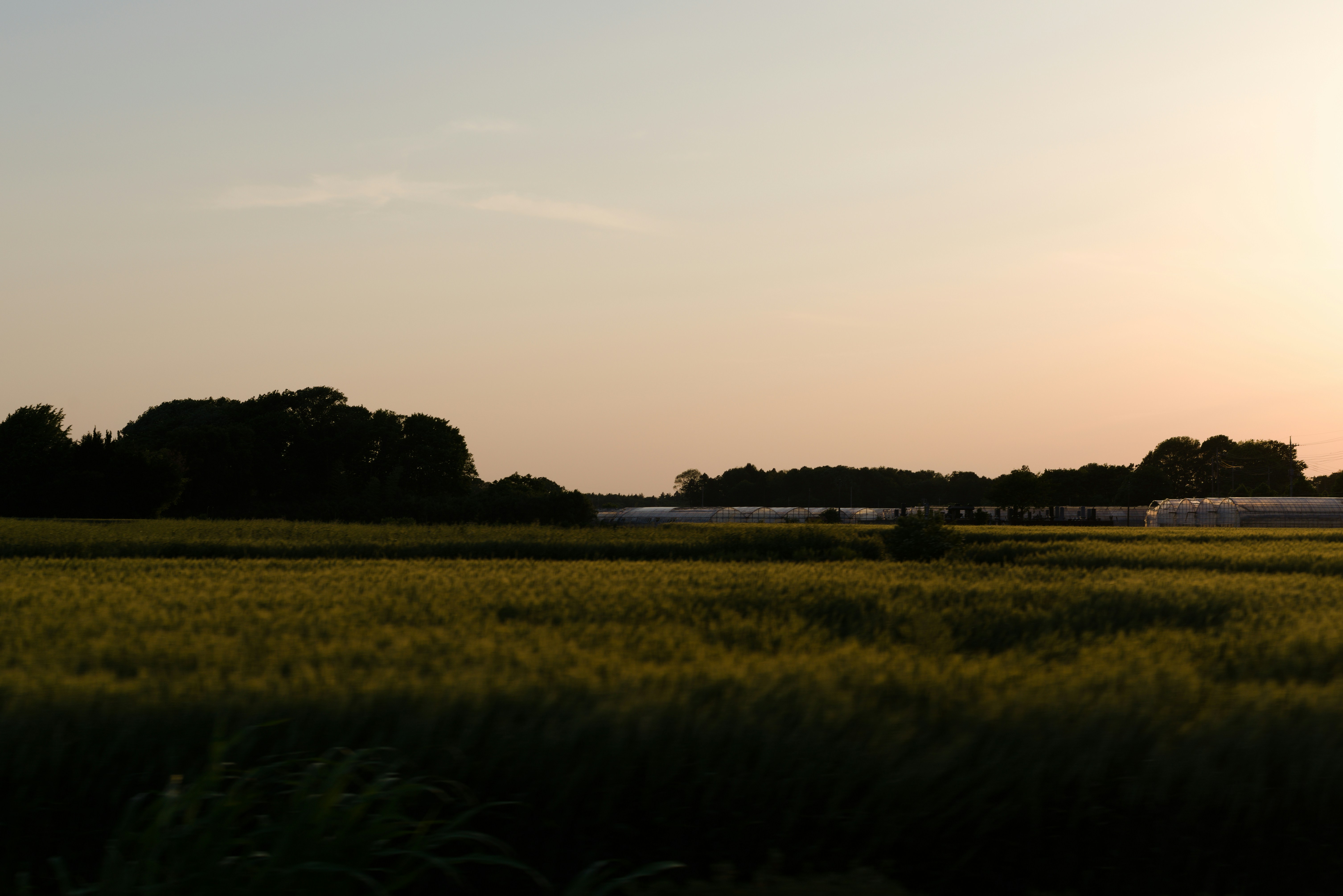 Golden Field at Dusk: Quiet Horizon Over Wave-kissed Crops