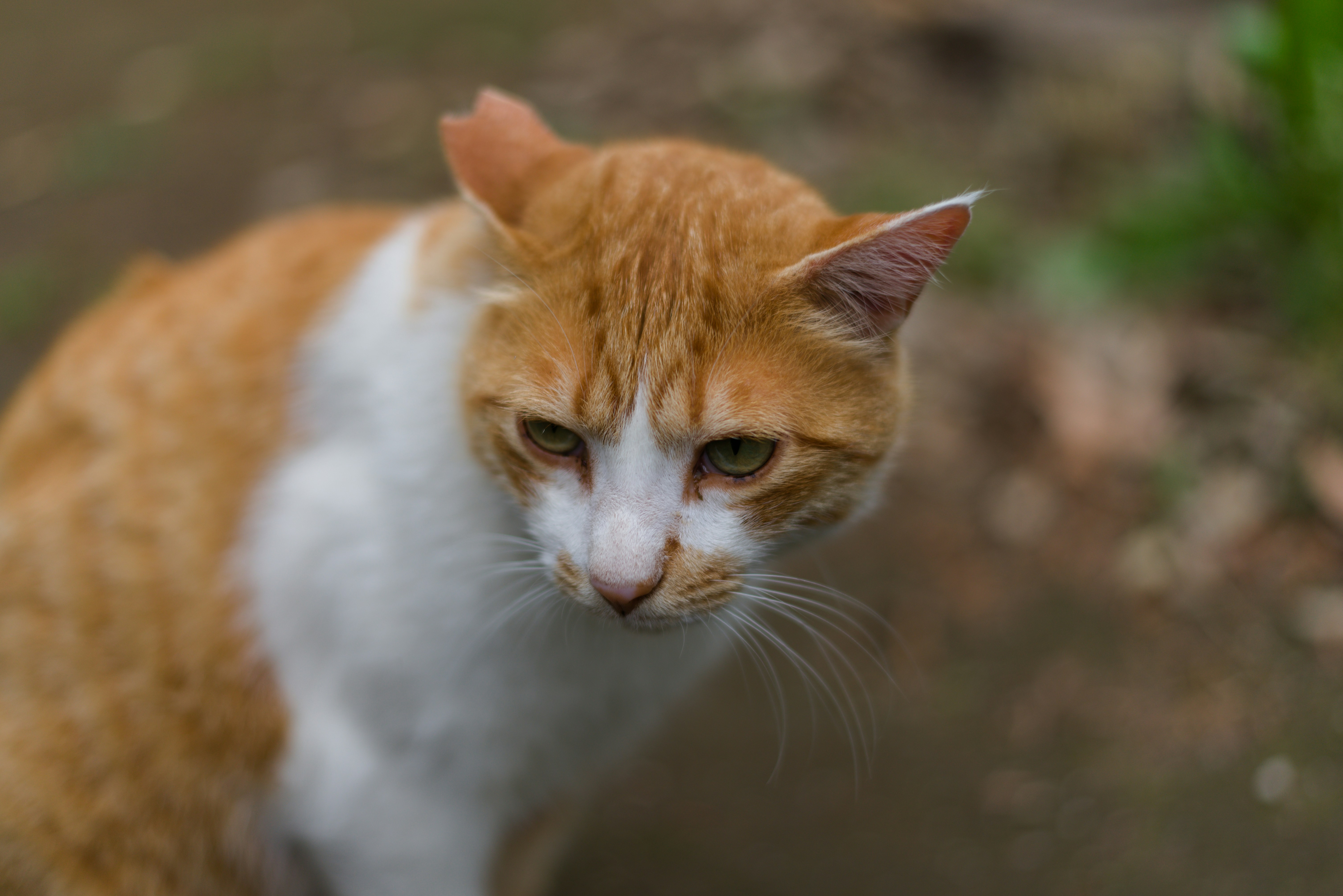 Amber Focus: The Cat’s Quiet Gaze in a Soft-Blur Garden