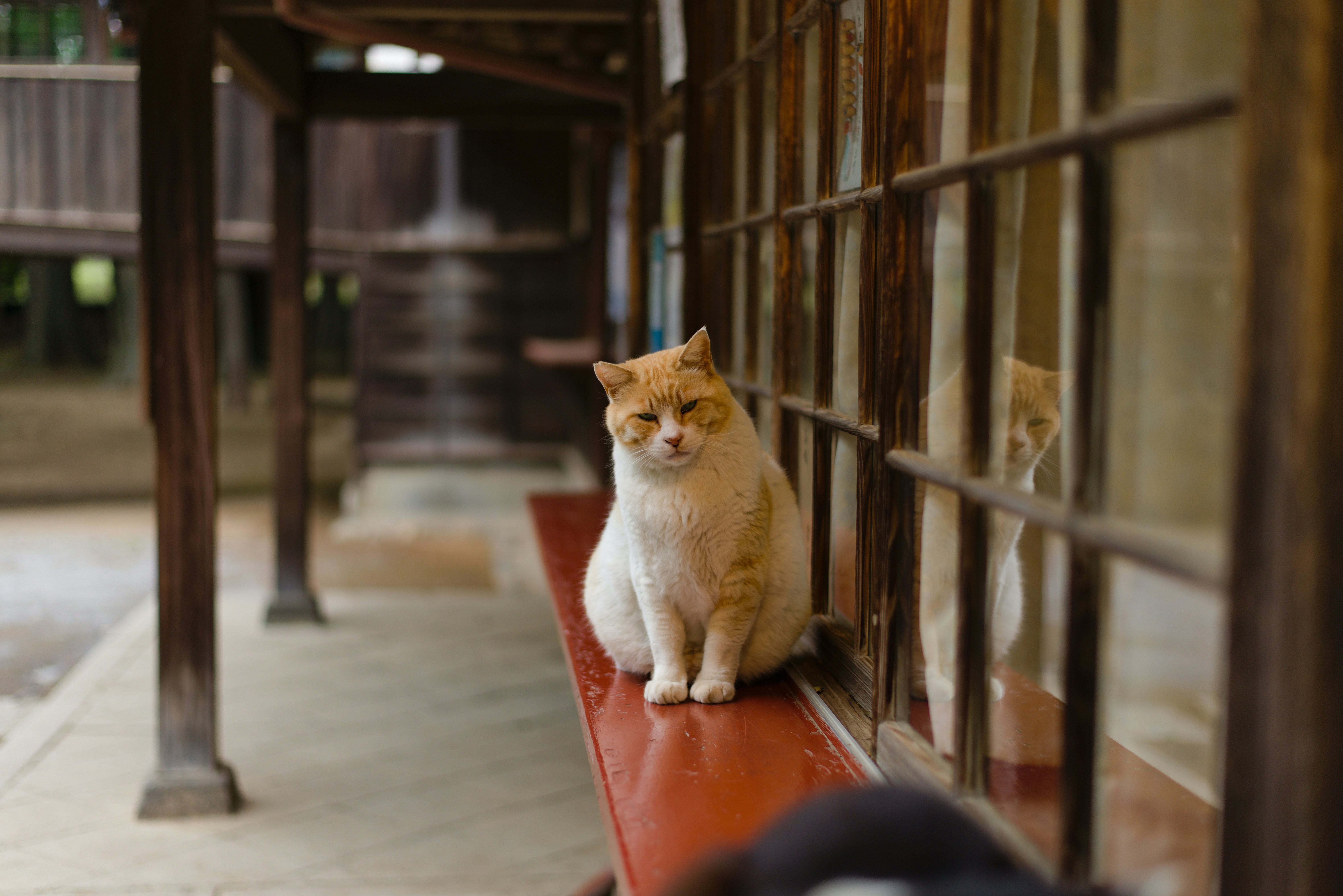 Quiet Observer on the Red Bench