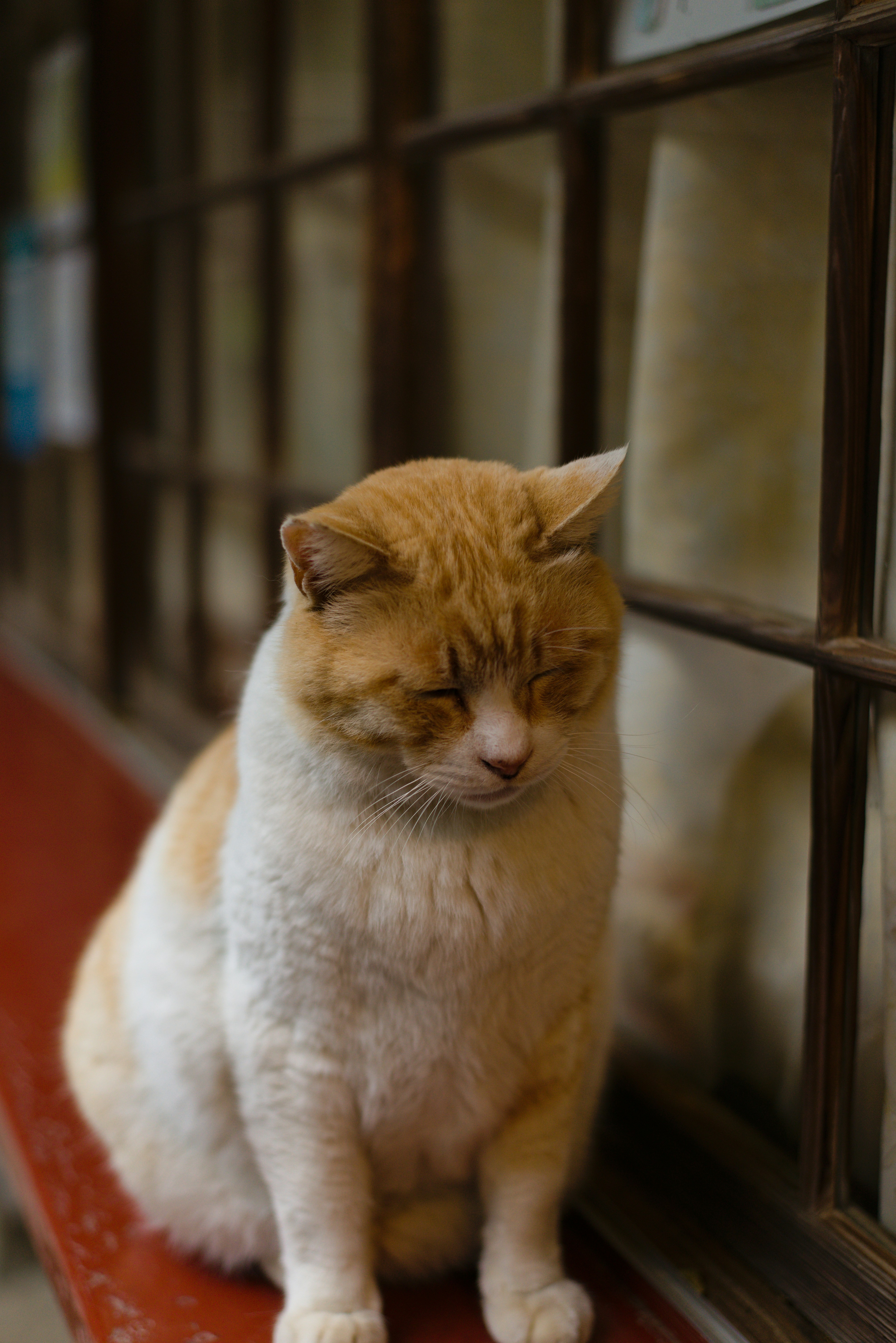 Calm Orange-and-White Cat in a Sunlit Windowed Alley